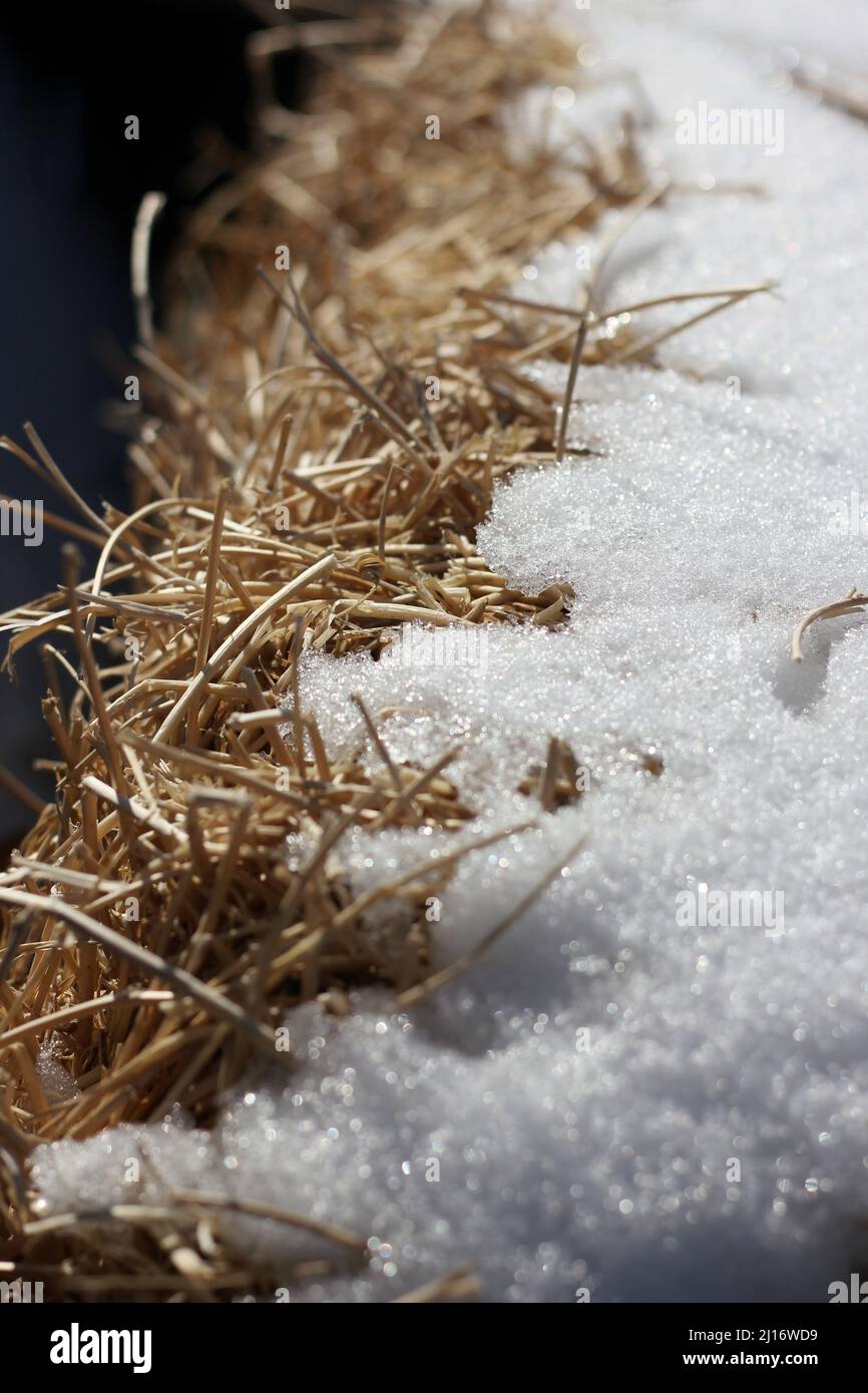 Stiff straw hi-res stock photography and images - Alamy