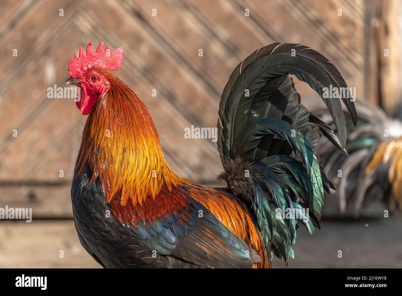 Farmyard rooster in an educational farm. The AGF Educational Farm in ...