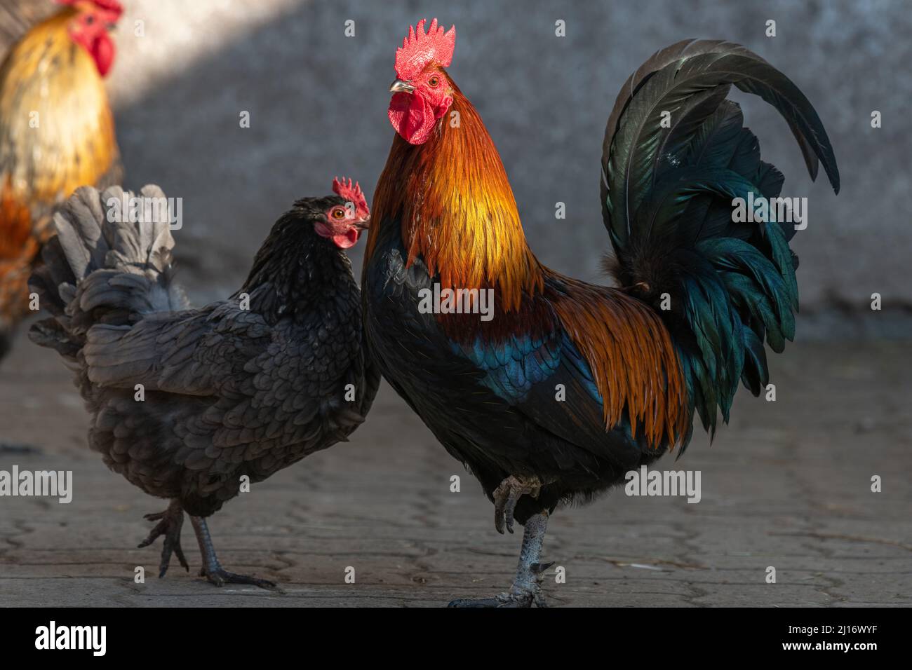 Farmyard rooster and hen on an educational farm. The AGF Educational ...