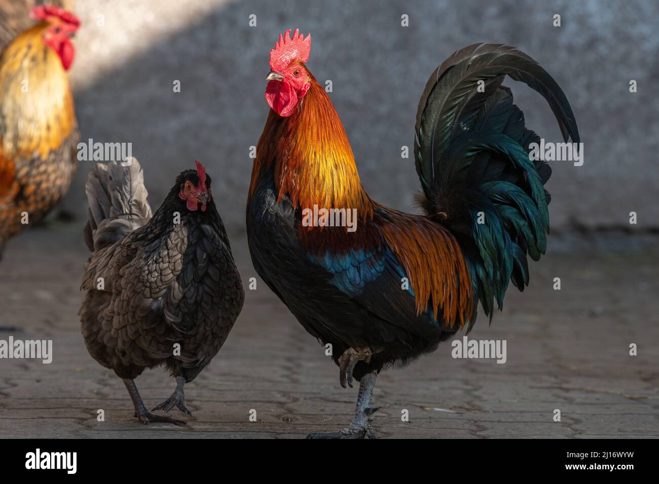 Poster rooster hi-res stock photography and images - Alamy