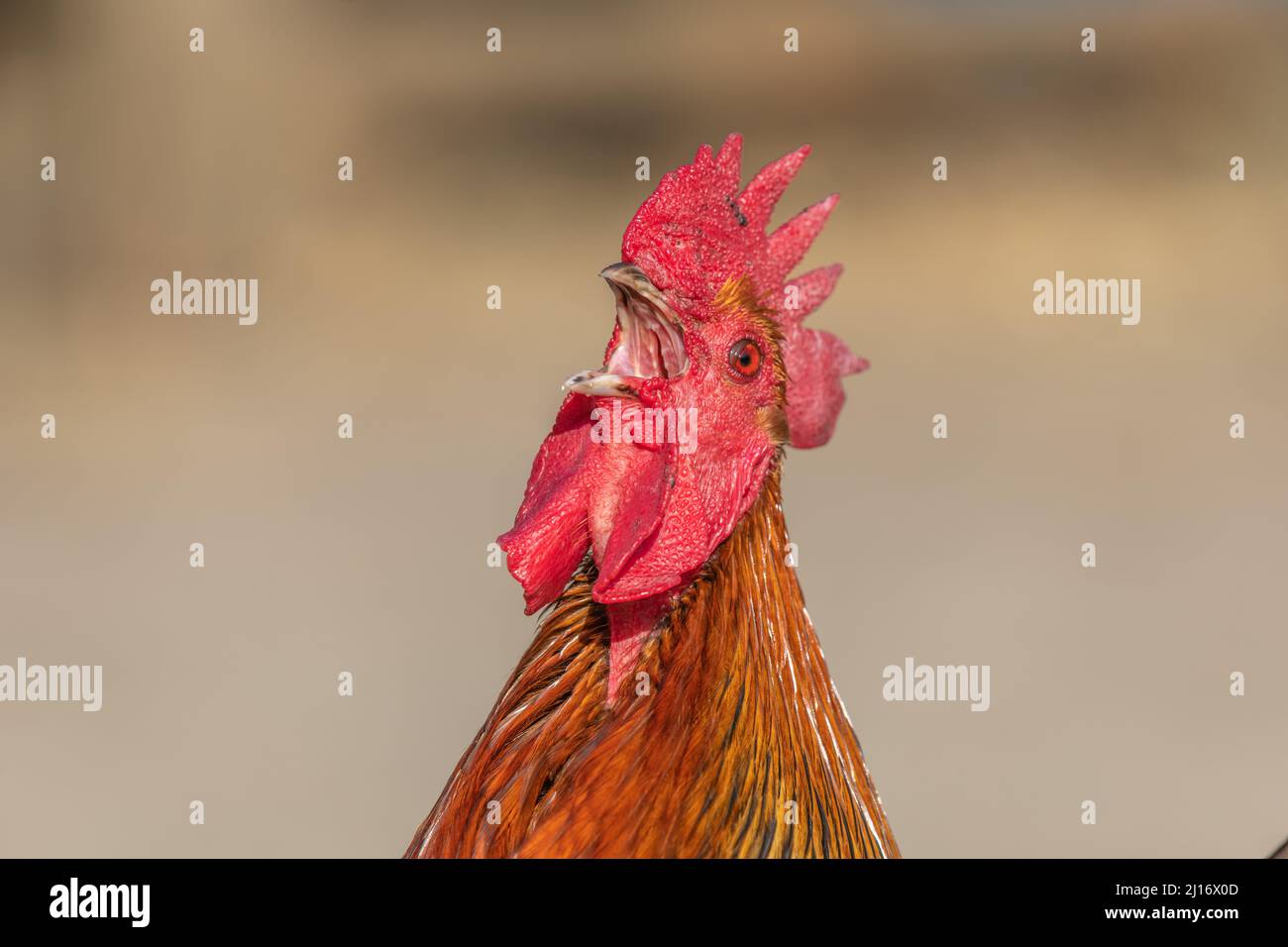 Rooster crowing in a barnyard on an educational farm. The AGF ...