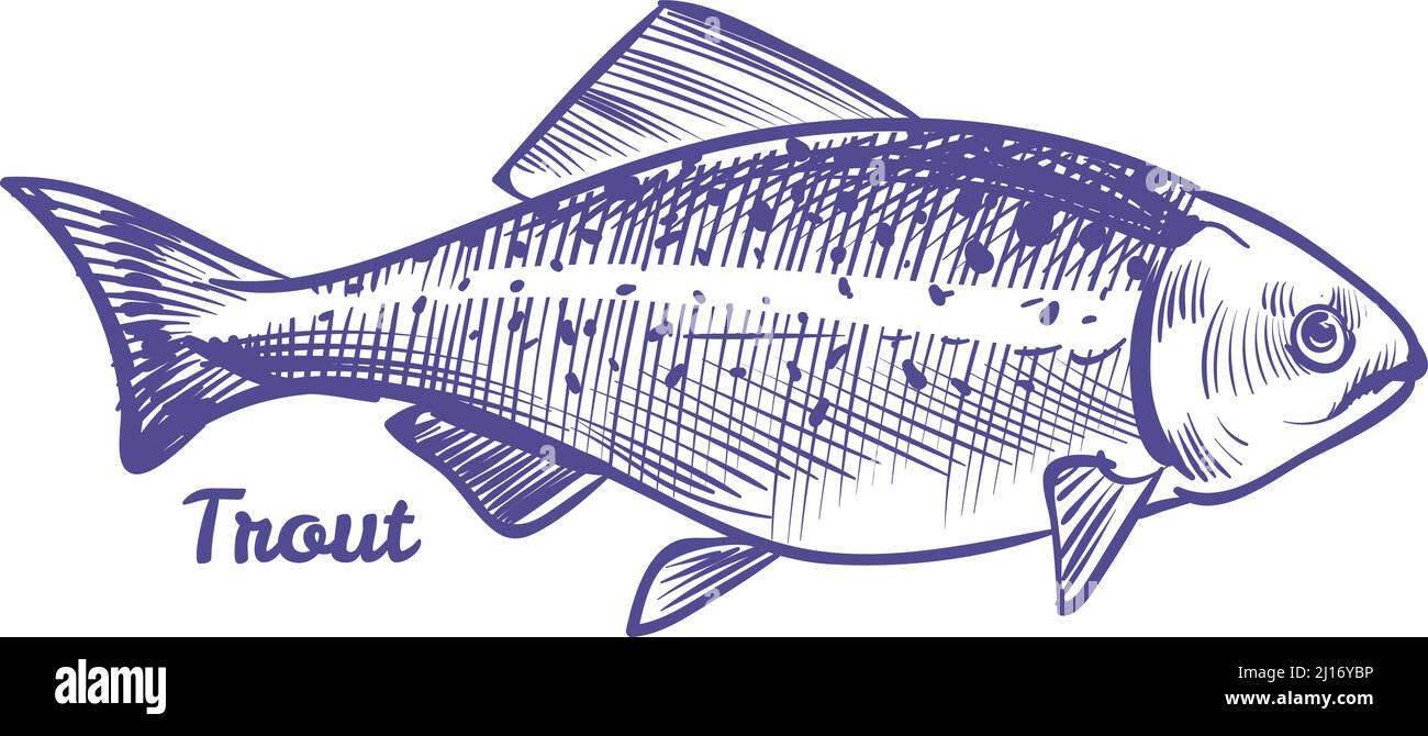 Trout fish in lake Cut Out Stock Images & Pictures - Alamy