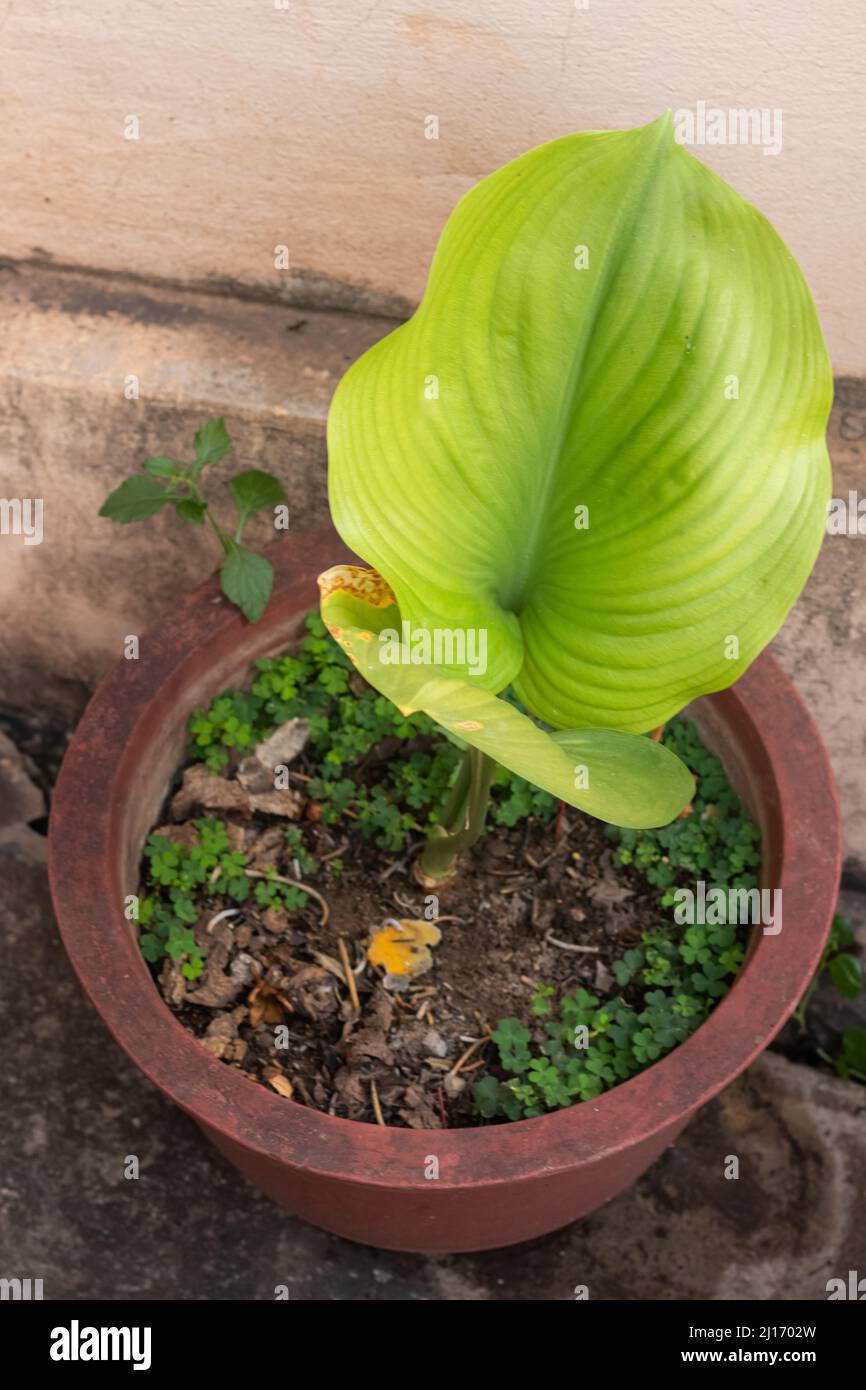 Hosta aurea hi-res stock photography and images - Alamy