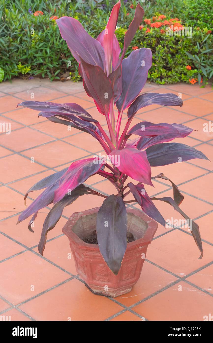 Alternanthera plant hi-res stock photography and images - Alamy