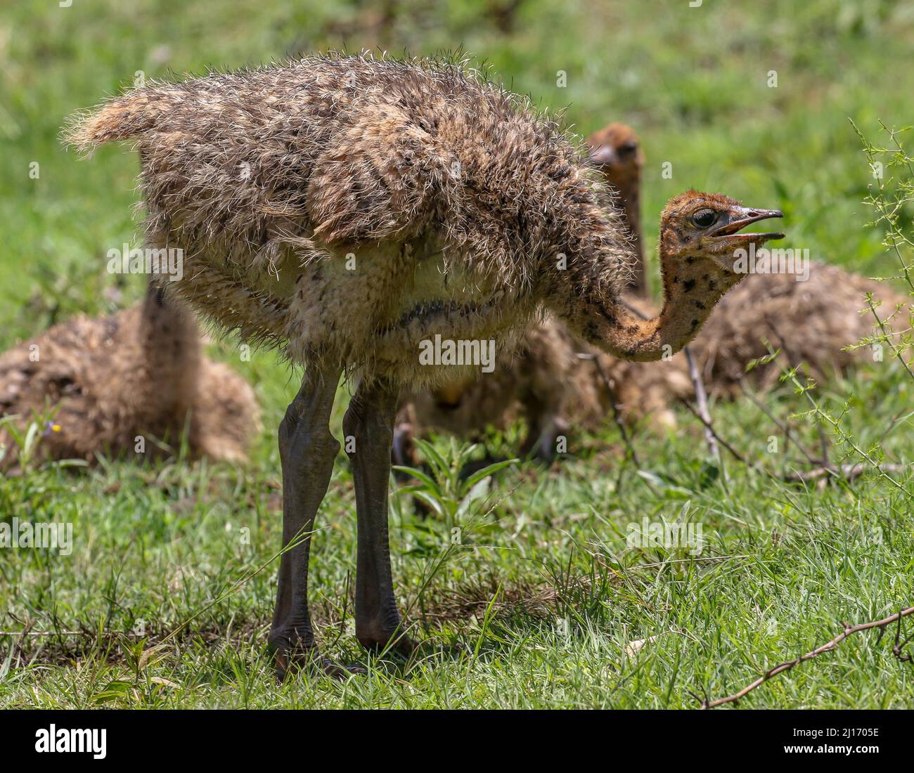 Ostrich Chick, Kruger National Park Stock Photo - Alamy