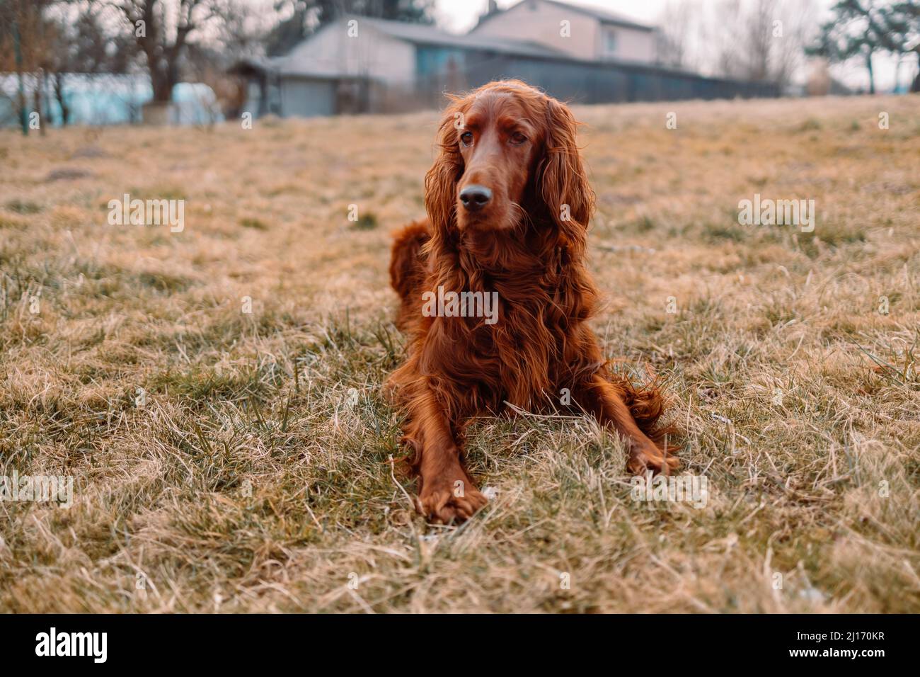 Irish red setter dog resting on green grass background, outdoors Stock ...
