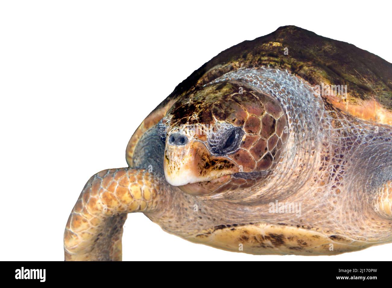 turtle isolated on a white background Stock Photo - Alamy