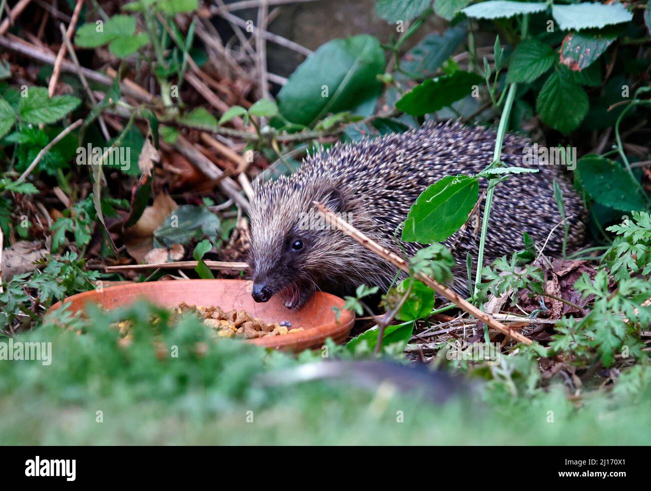 Urban hedgehog feeding in the garden Stock Photo - Alamy