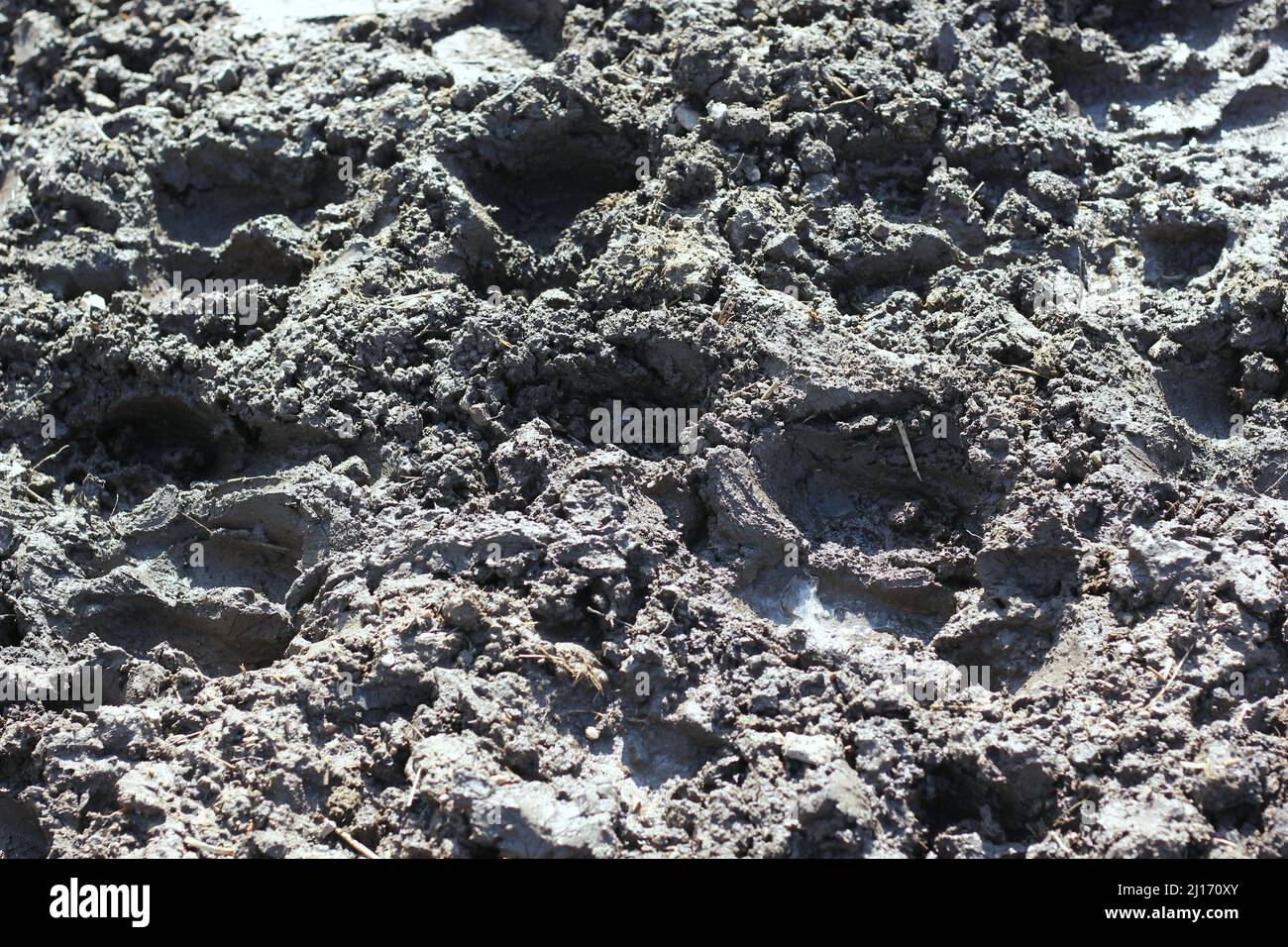 Animal tracks mulching up the dirt mud from the animal farm Stock Photo ...