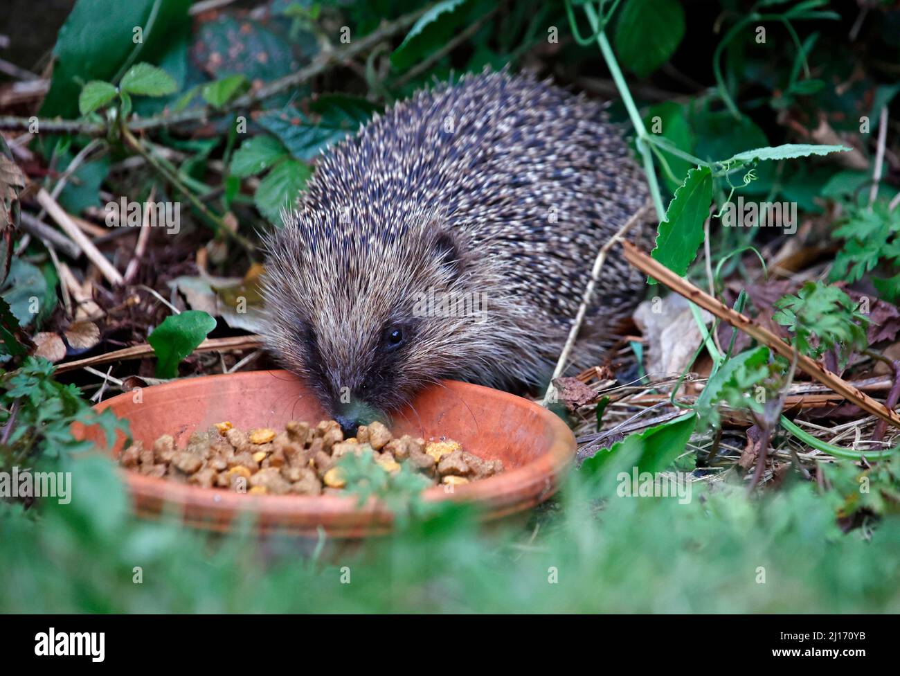 Urban hedgehog feeding in the garden Stock Photo - Alamy