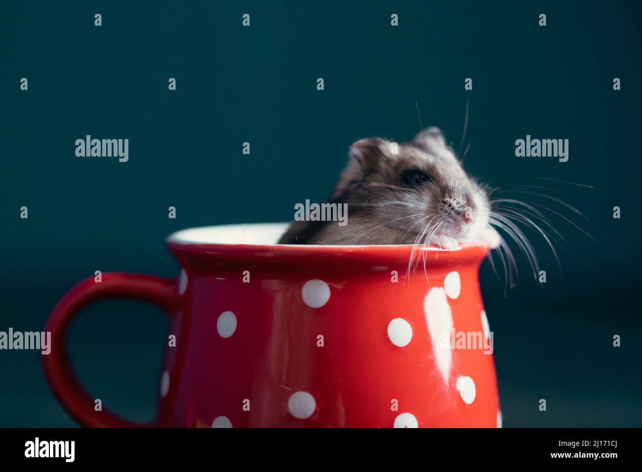 Funny little hamster in a red coffee cup. Good morning and coffee ...
