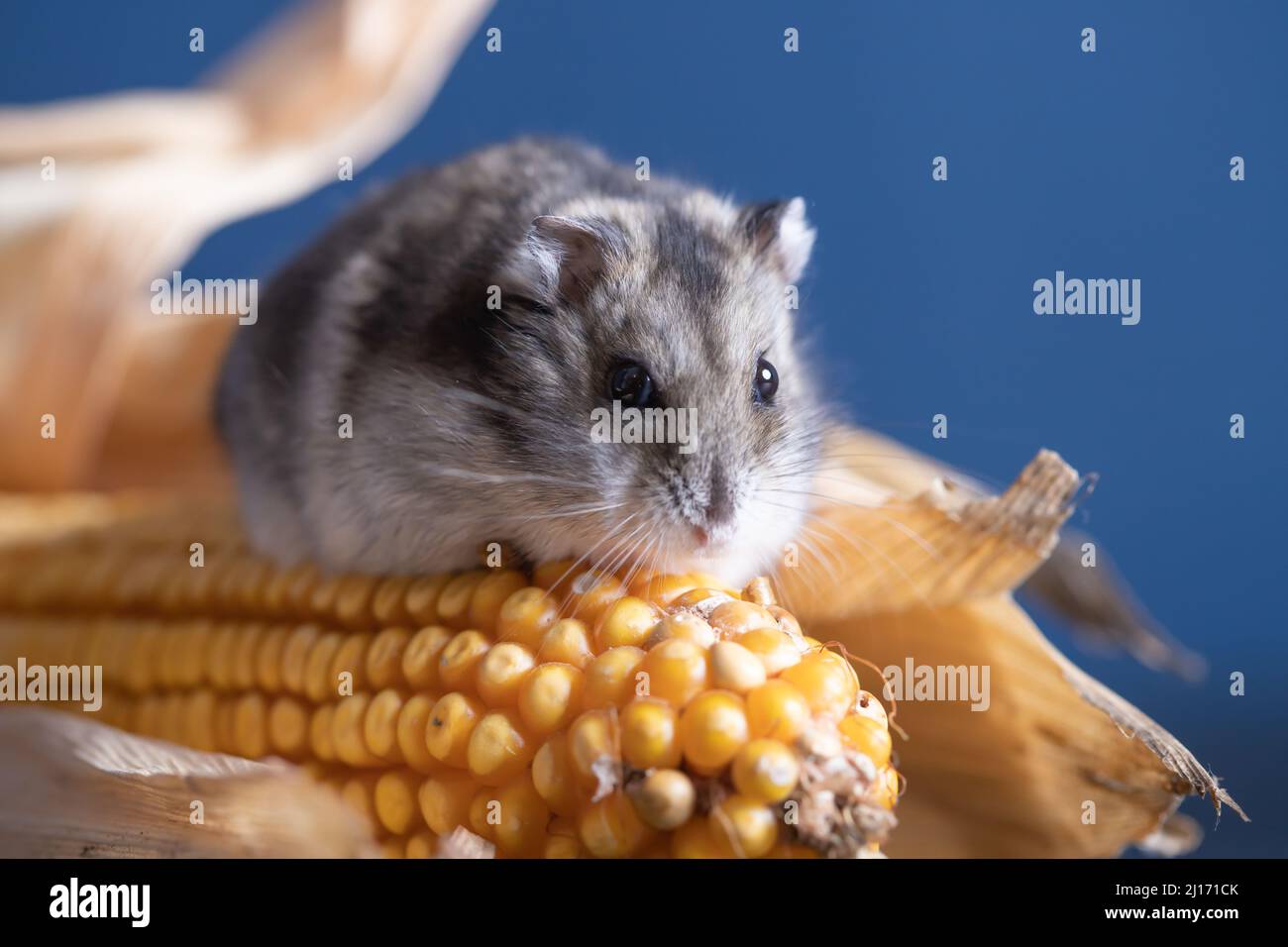 Studio photo of funny little hamster with corn Stock Photo - Alamy