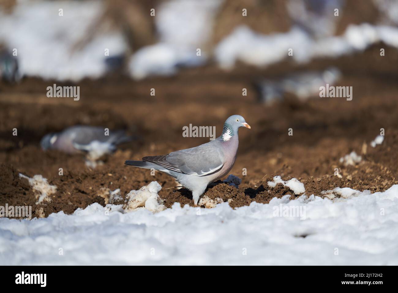 Wild pigeons in the early spring searching for food through snow Stock ...