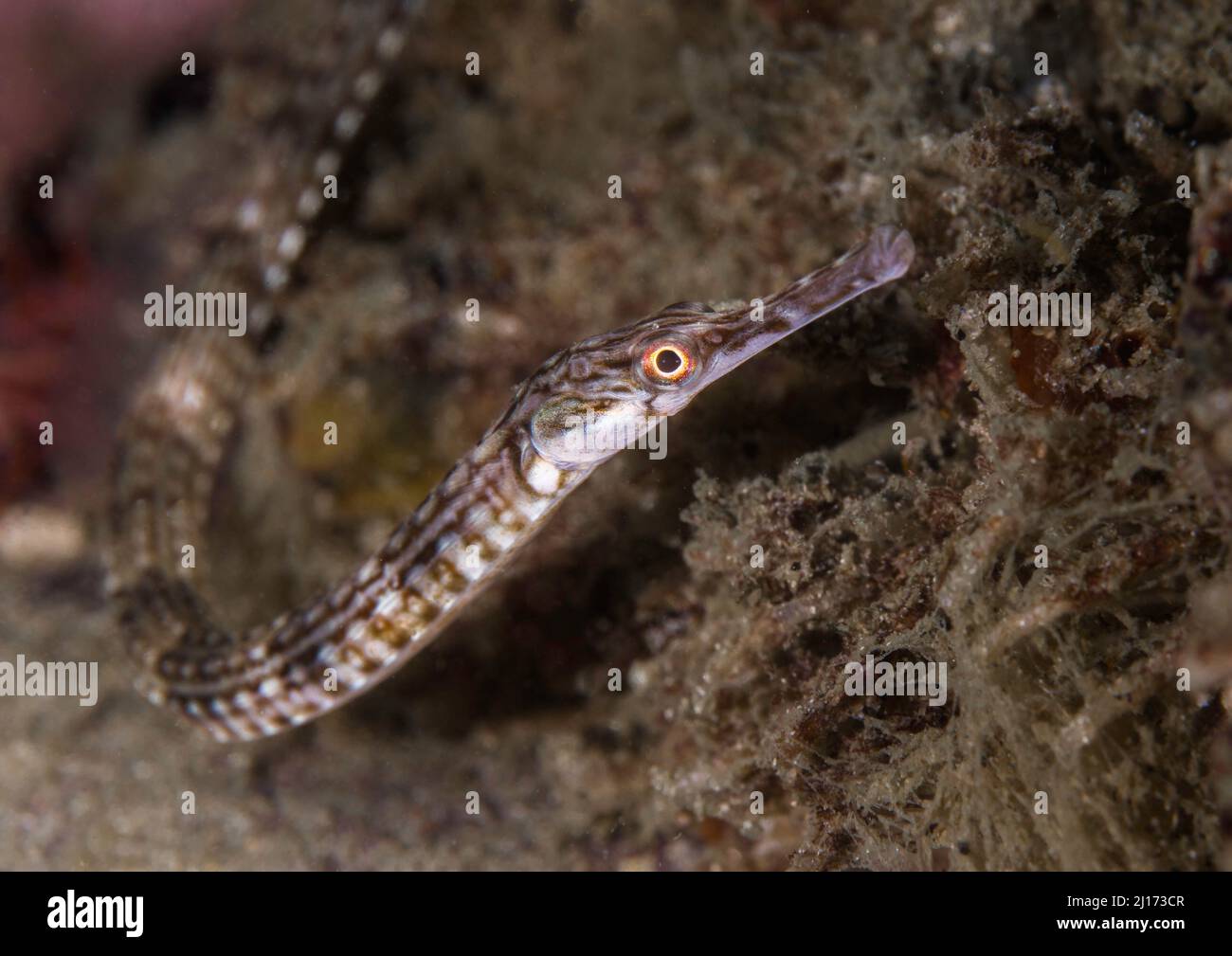 Longsnout pipefish hi-res stock photography and images - Alamy