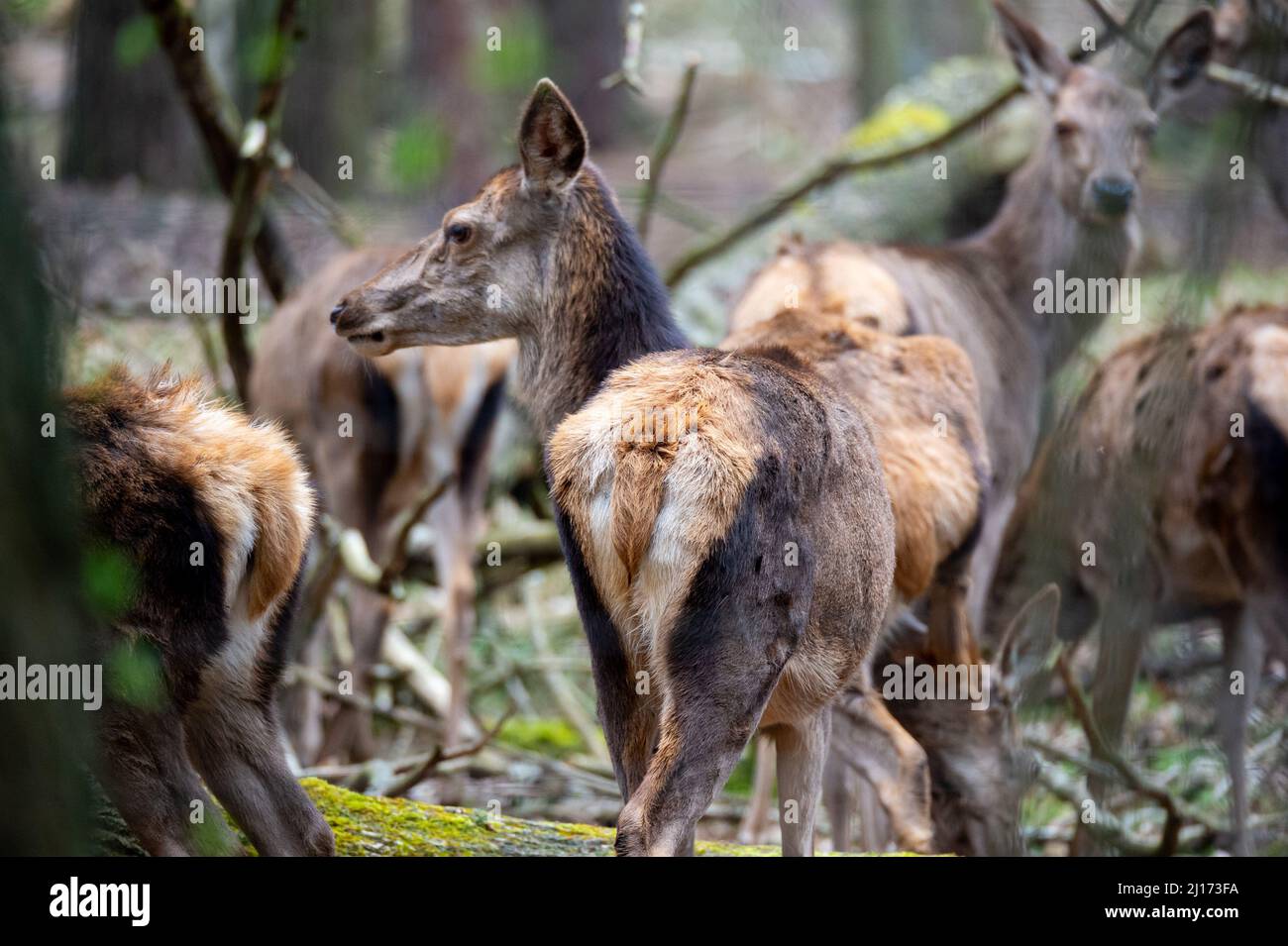 Hamburg, Germany. 23rd Mar, 2021. A red deer cow (Cervus elaphus) shows ...