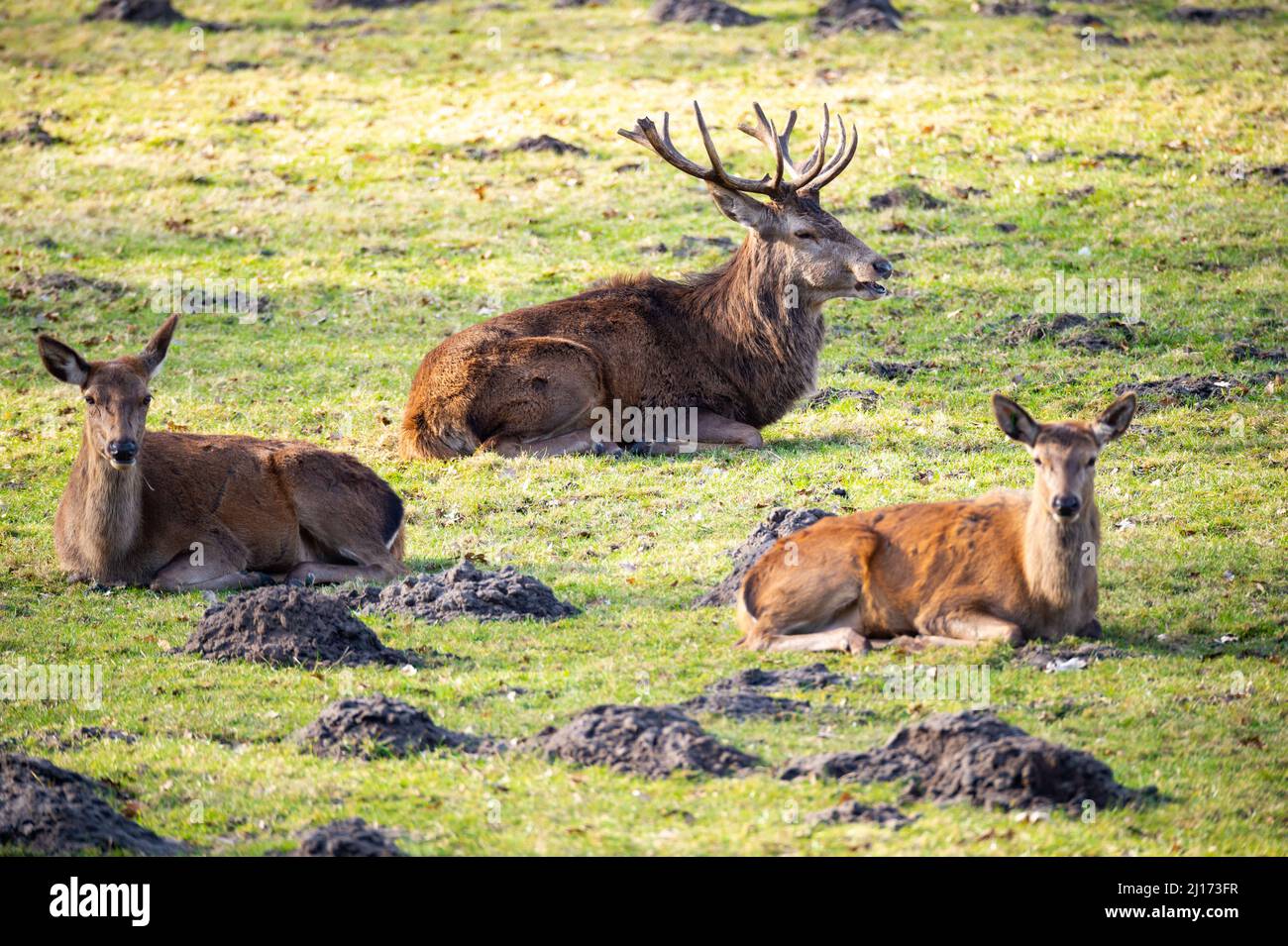 Hamburg, Germany. 25th Feb, 2021. A red deer (Cervus elaphus) lies next ...