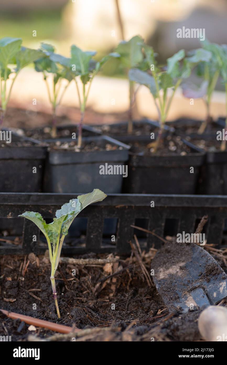 Broccoli seedlings being transplanted into raised beds Stock Photo - Alamy