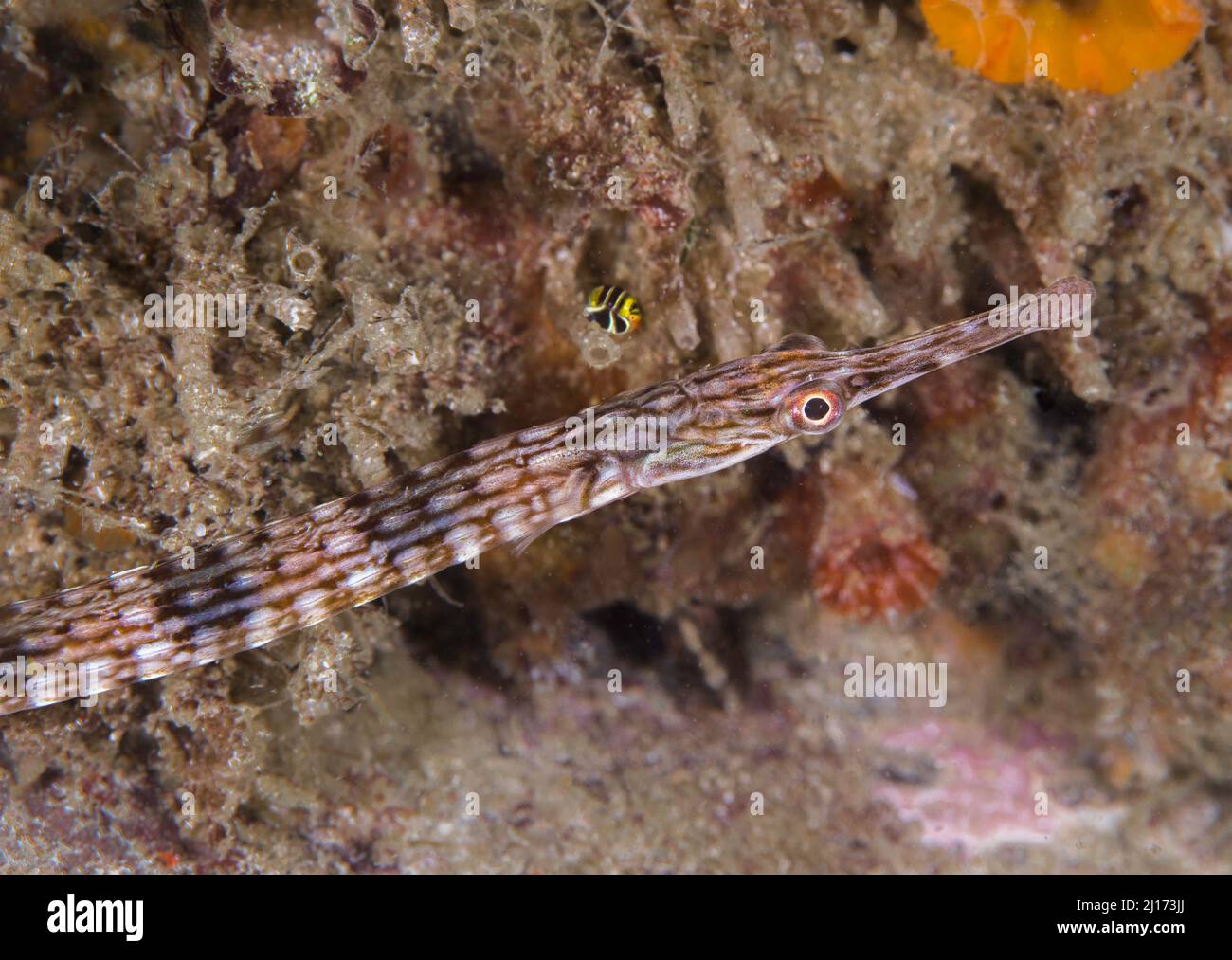Longsnout pipefish (Syngnathus temminckii) underwater with light and ...