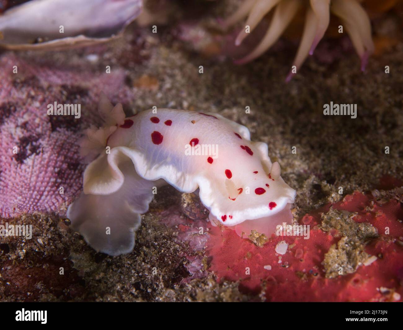 Red-spotted dorid (Chromodoris heatherae) nudibranch underwater, sea ...