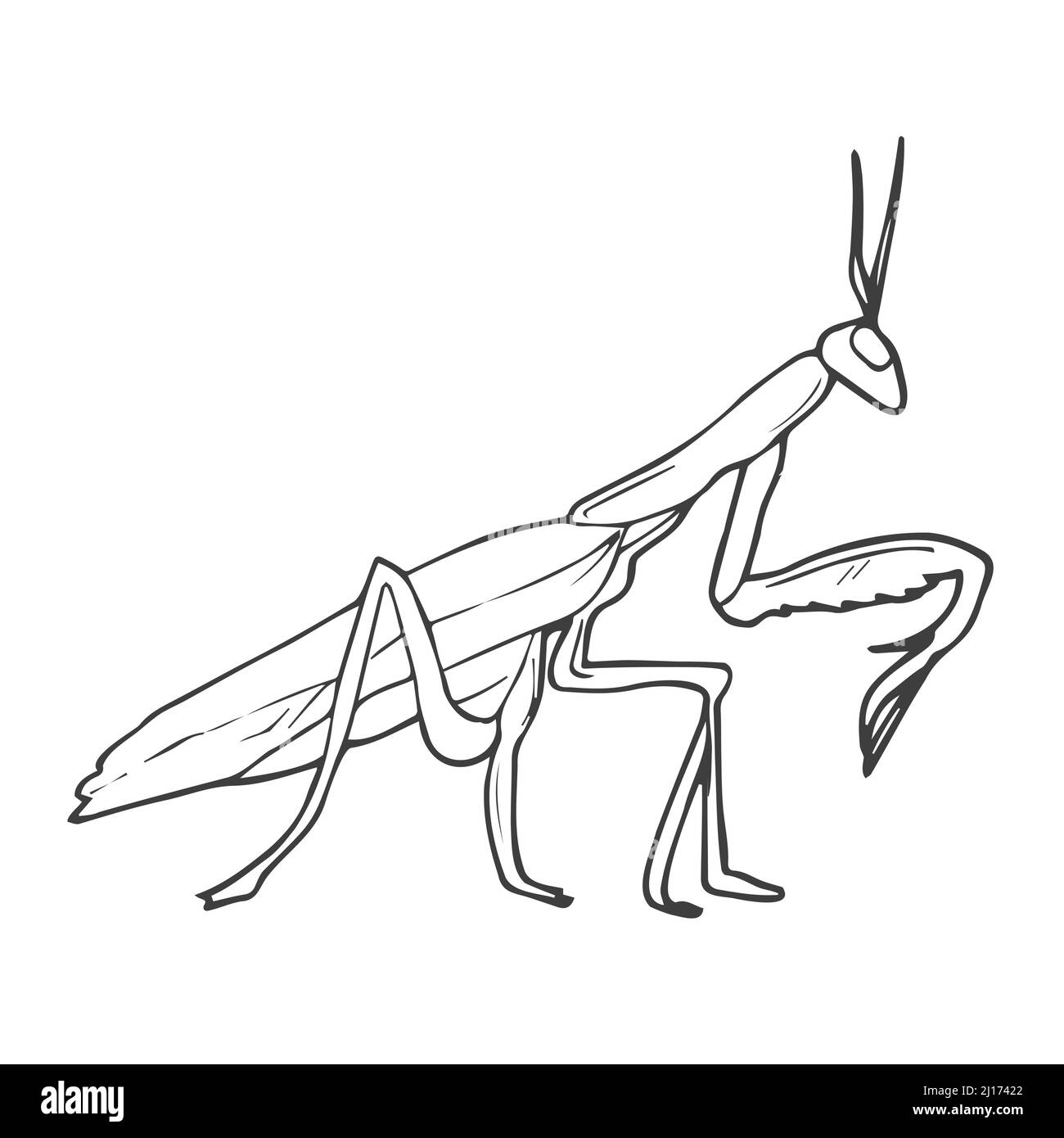 Hand drawing, sketch, mantis on a white background. Isolated Stock ...
