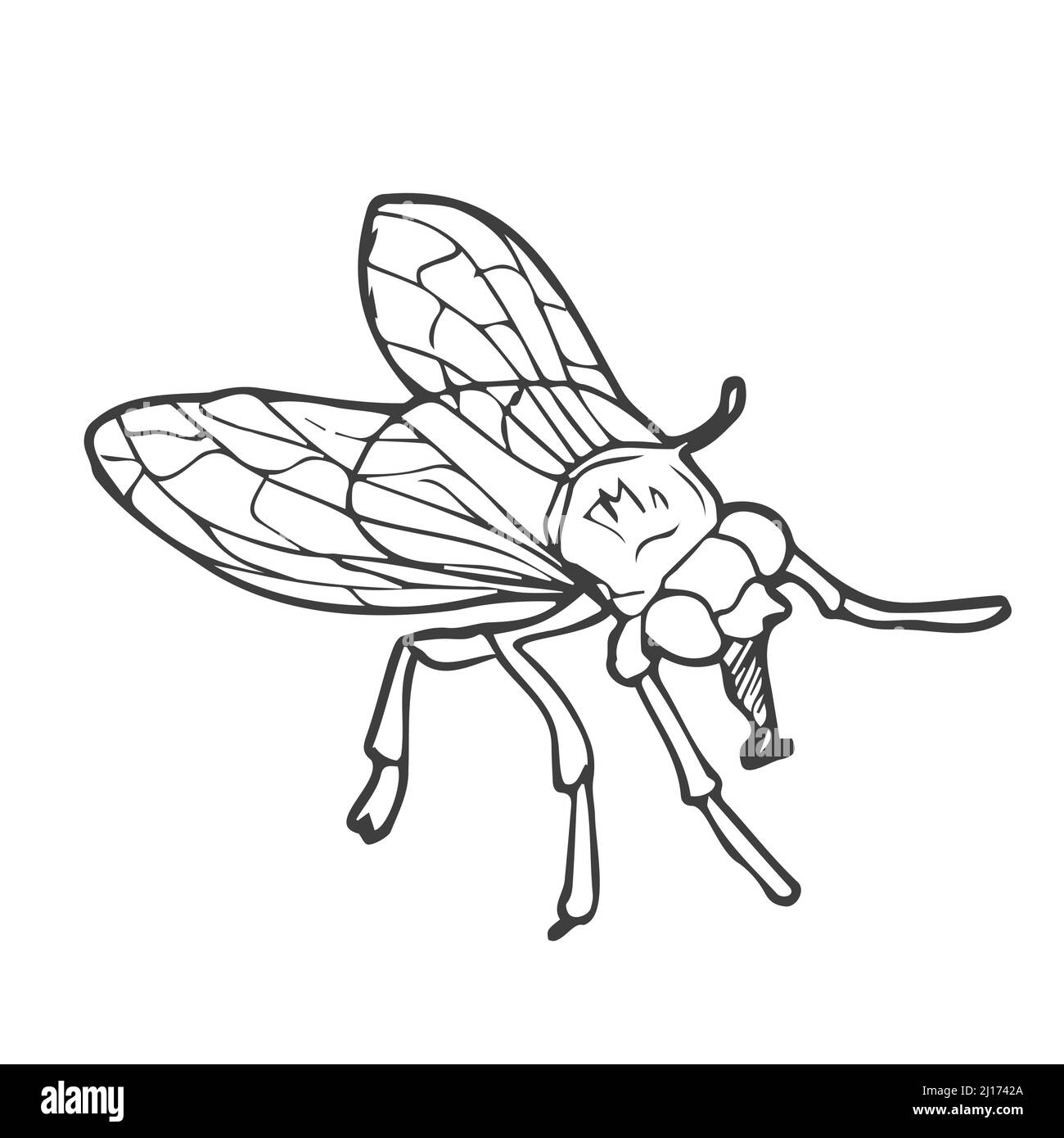 Vector hand drawn fly outline doodle icon. Fly sketch illustration ...