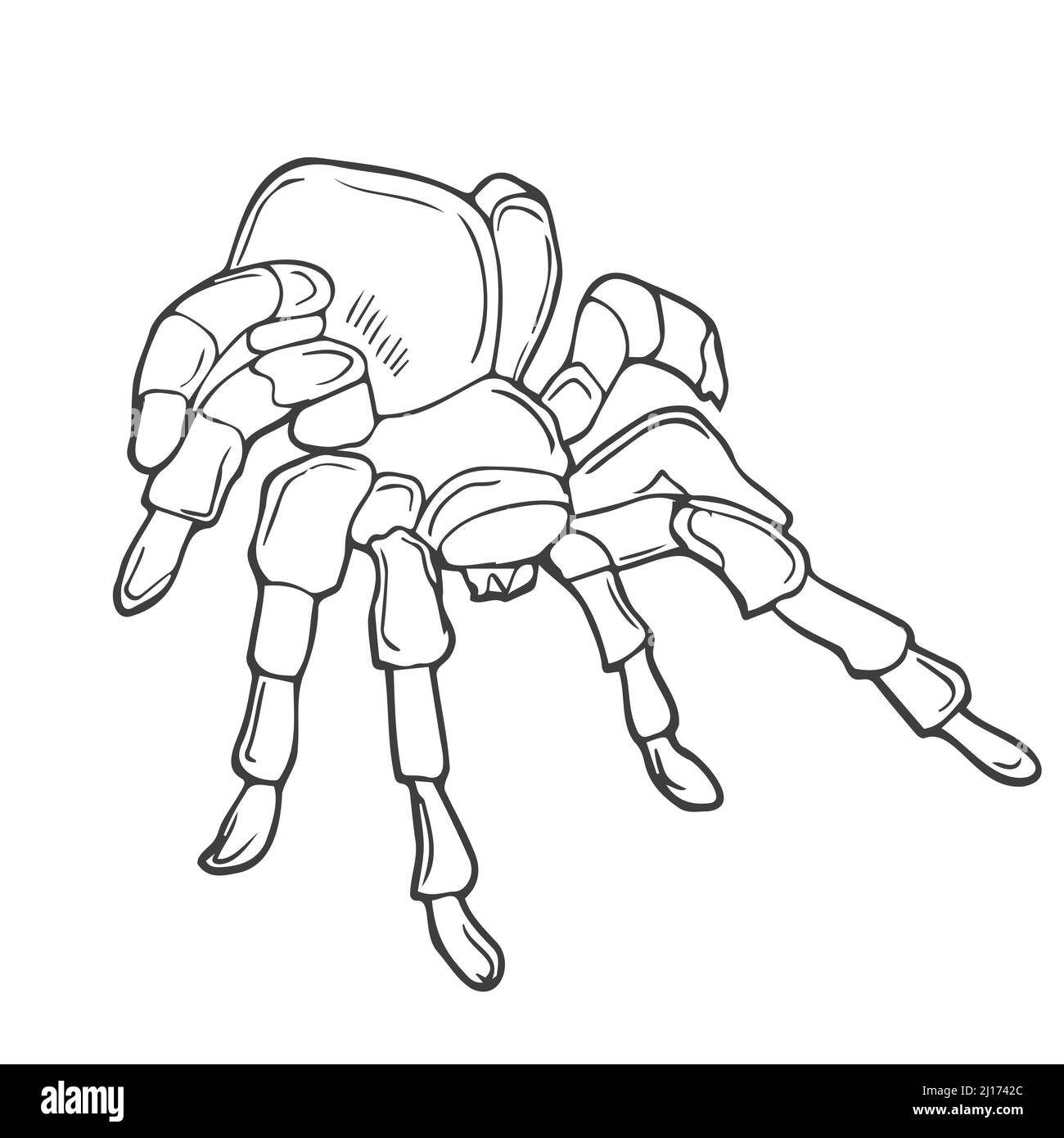 Close up macro shot of a spider in linear style vector illustration ...