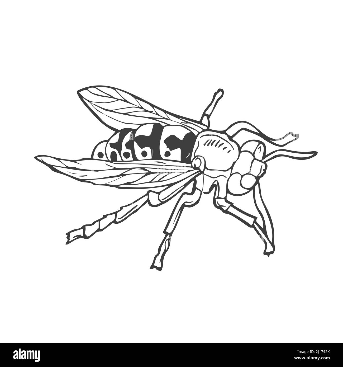 Wasps wing Stock Vector Images - Alamy