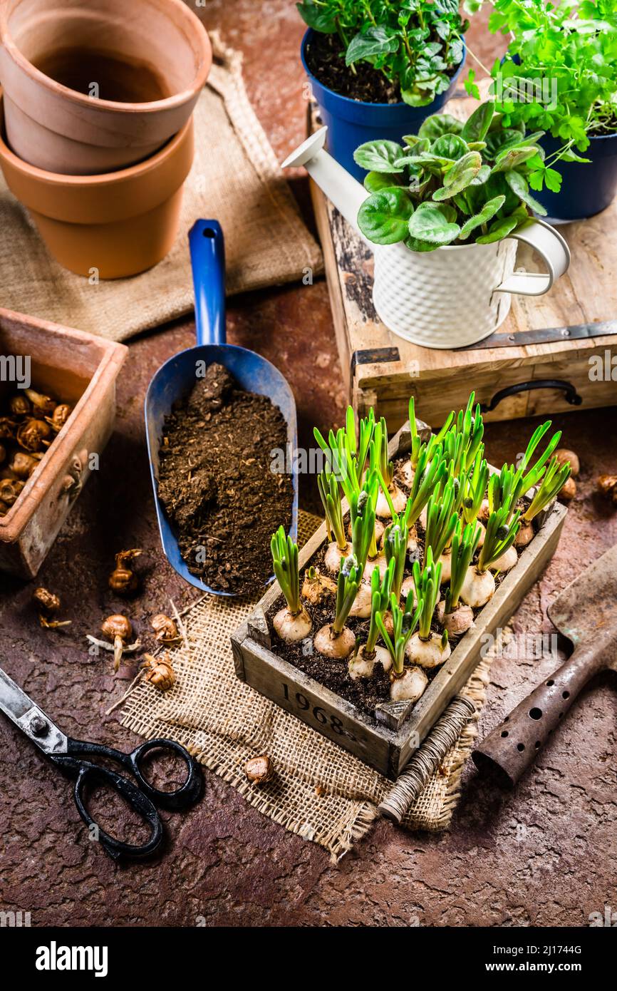 Planting and gardening concept - seedling and plants ready for planting ...