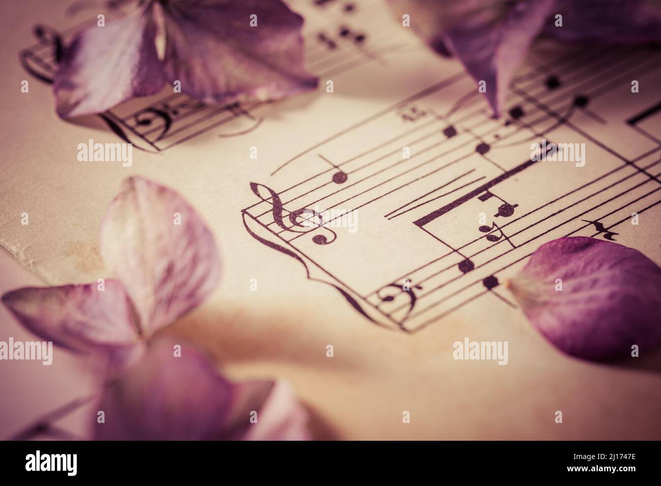 Music sheet with dried flowers in vintage style Stock Photo - Alamy