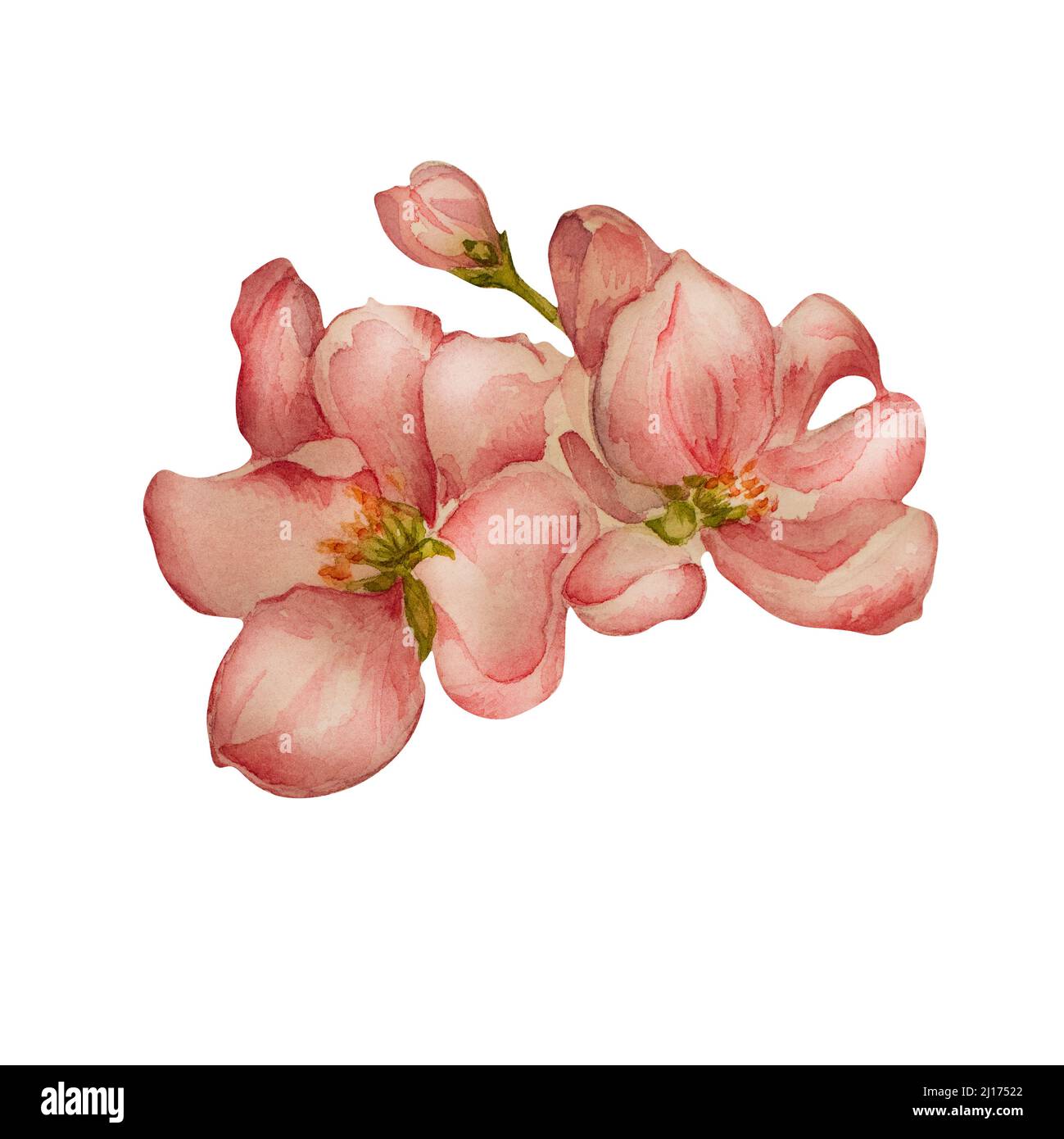 Spring cherry, apple blooming flowers watercolor illustration on white ...