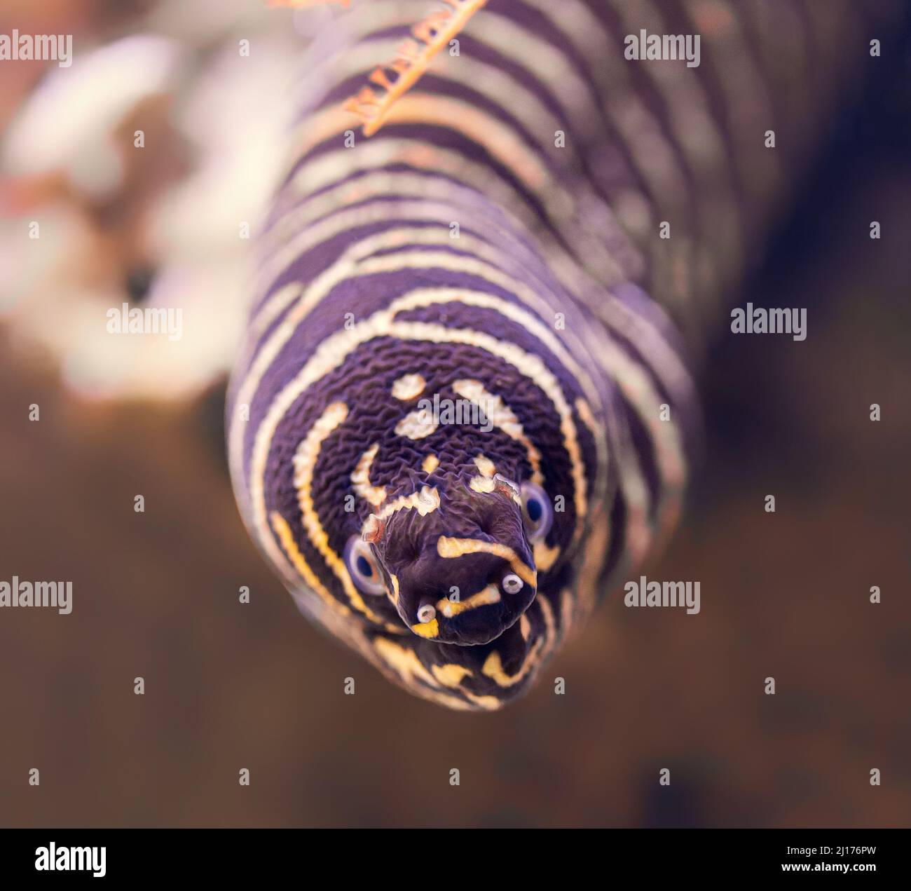 Direct frontal close up hi-res stock photography and images - Alamy