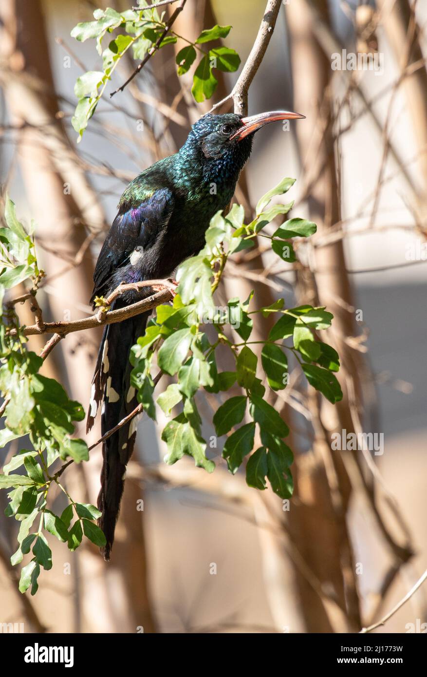 Green Wood-hoopoe, South Africa Stock Photo - Alamy