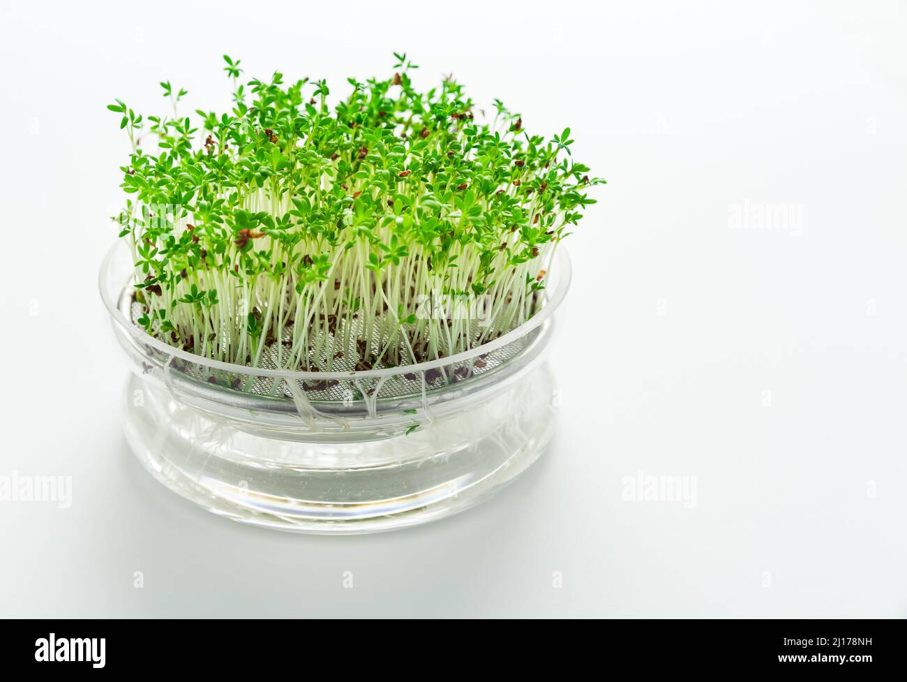 Growing microgreens and cress in glass seed tray on white background ...