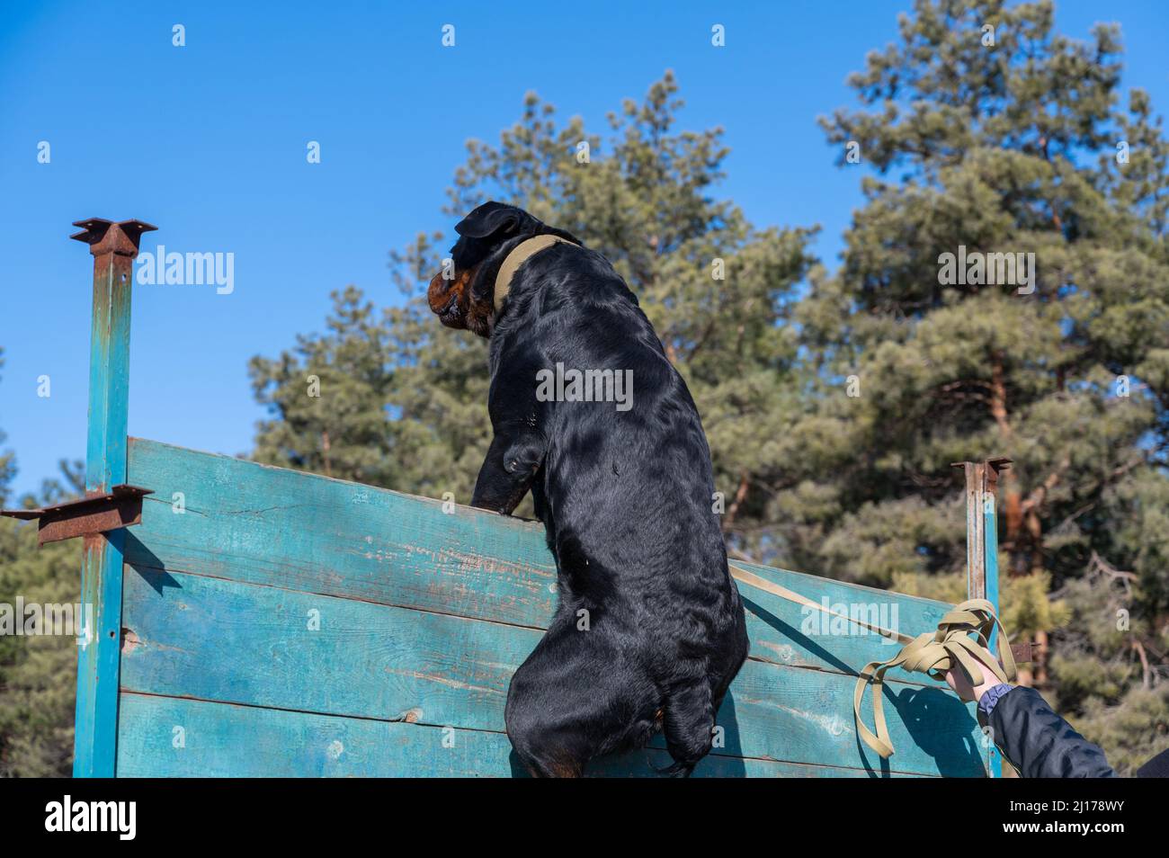 A large black dog is traversing a tall wooden fence. Trainer and ...