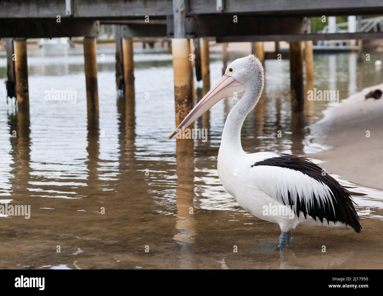 Australian pelican white long hi-res stock photography and images - Alamy