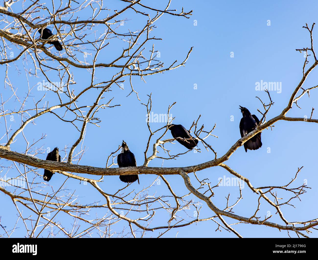 detail image of five crows on a tree limb with a blue background Stock ...