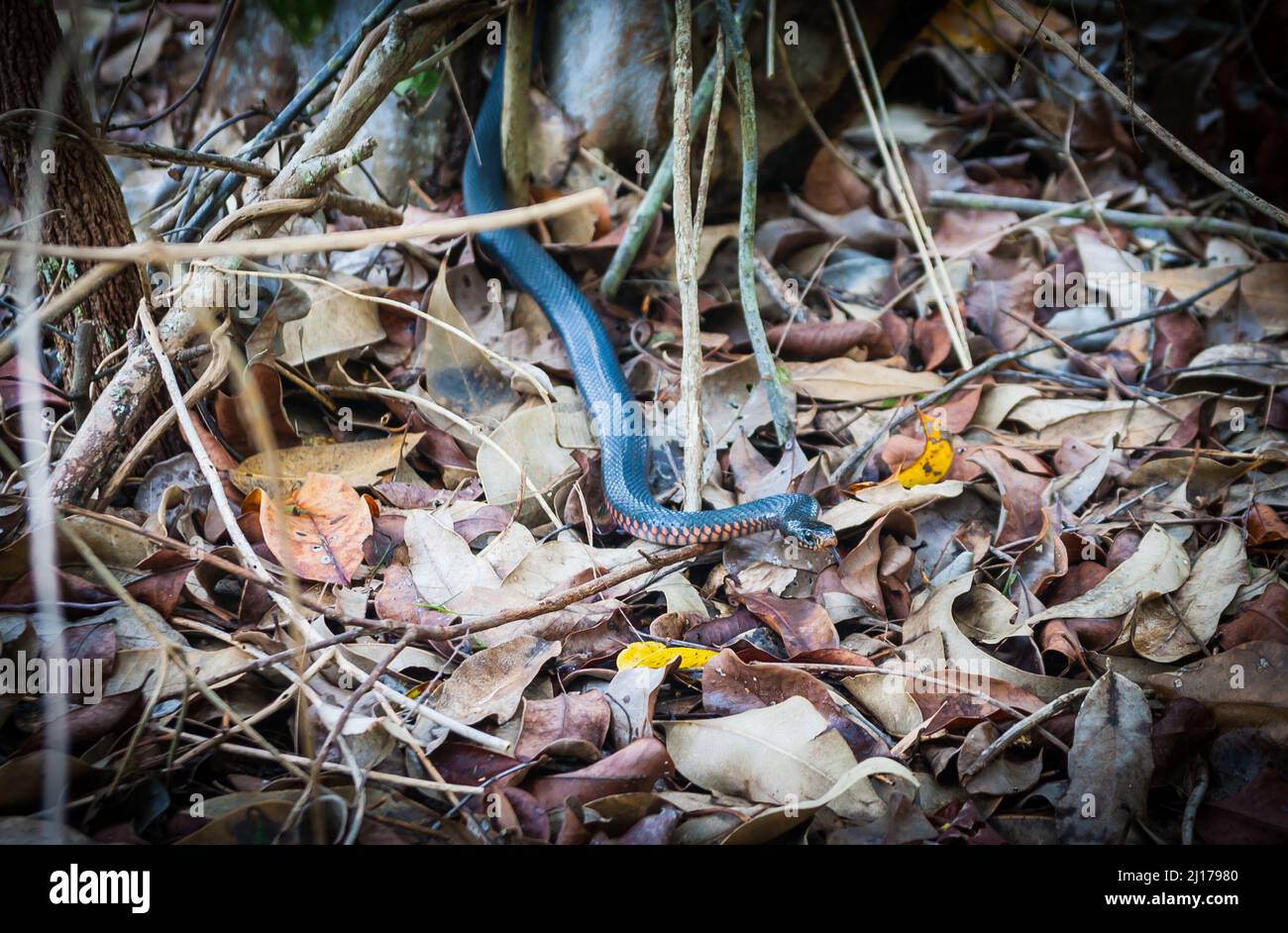 Red bellied Black snake, slides through leaf fall on forest floor with ...