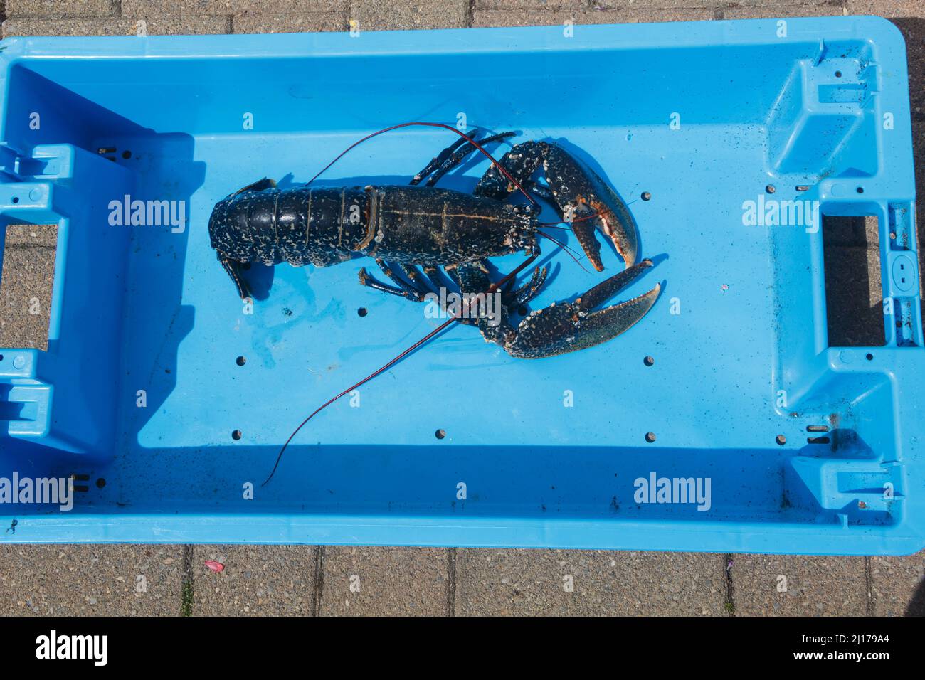Lobster in a box hi-res stock photography and images - Alamy