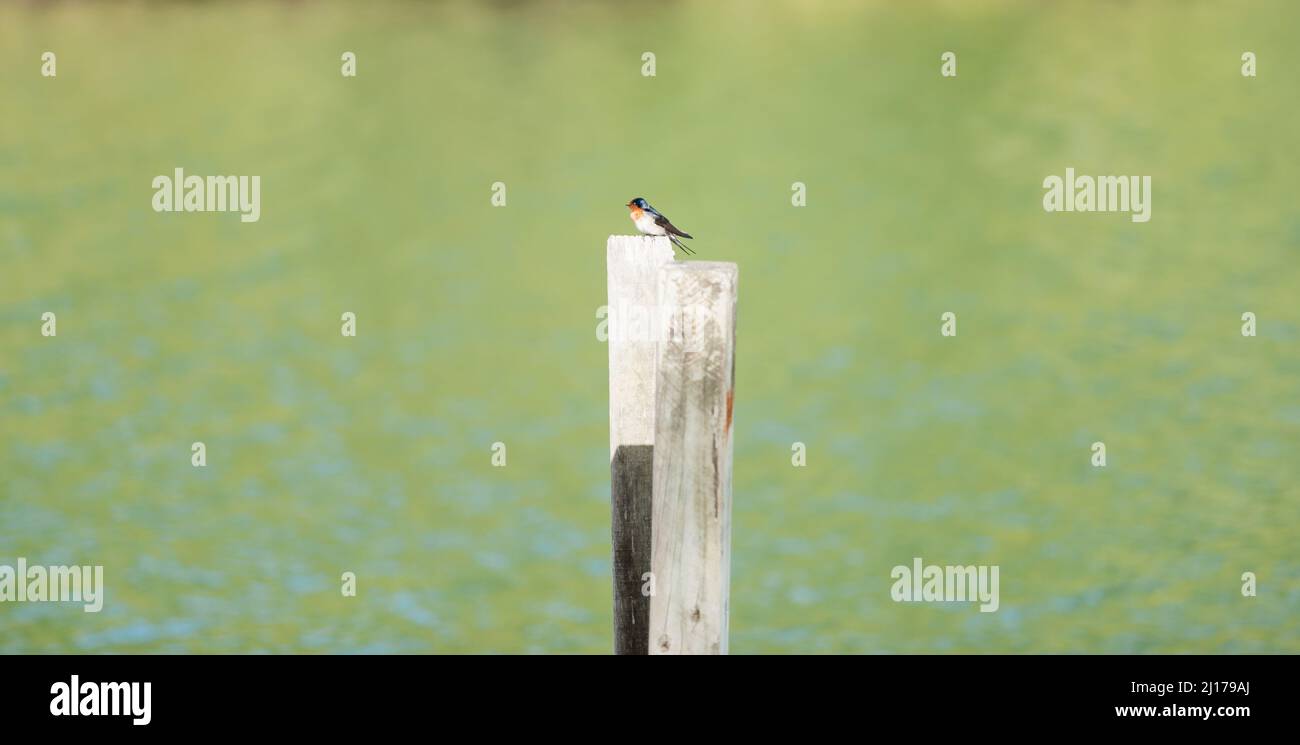 Classic style plank wooden launch moored at pier Stock Photo - Alamy