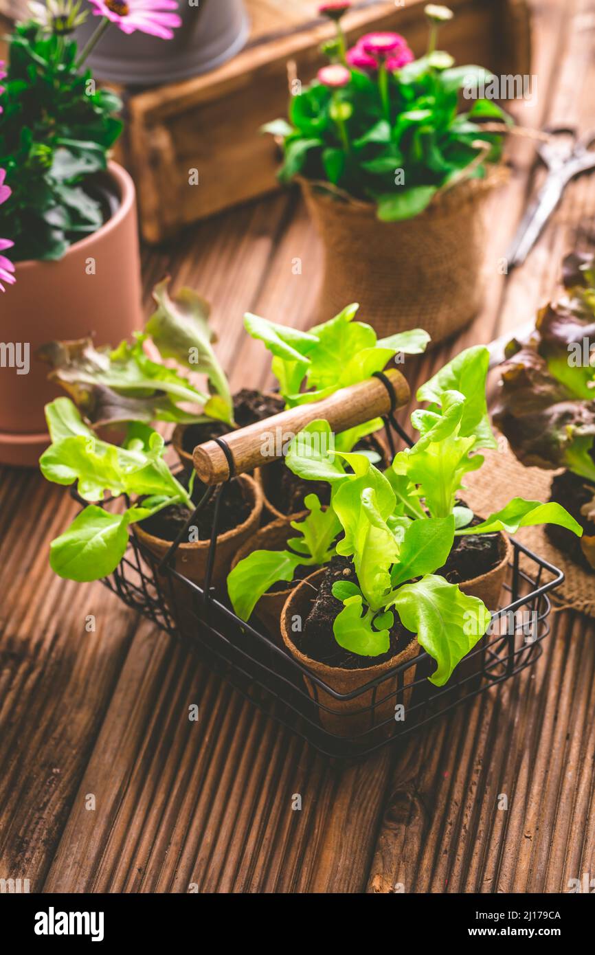 Seedlings of lettuce and pottet plants with gardening tools Stock Photo ...