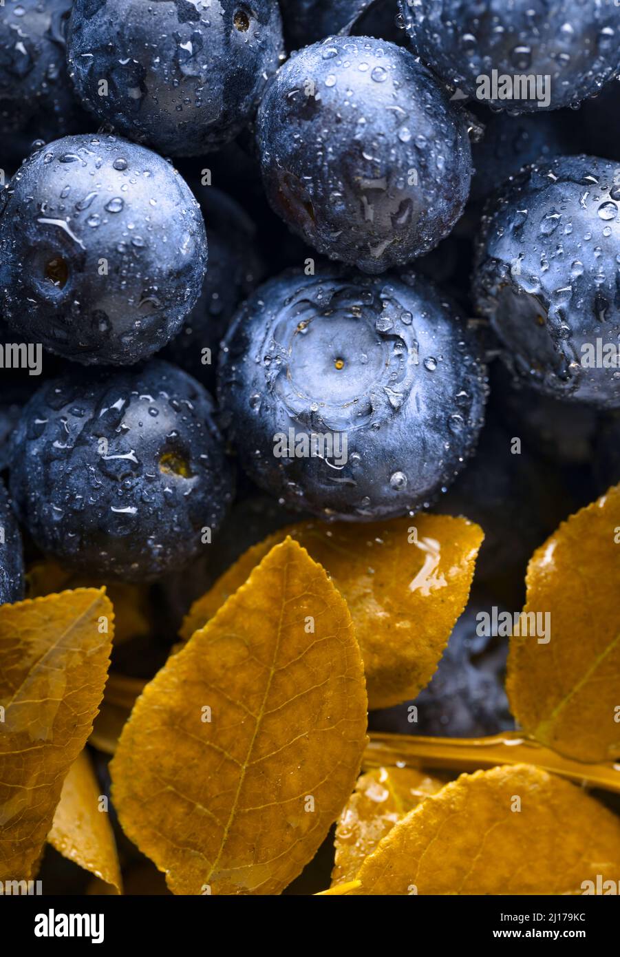 Freshly picked blueberries with water drops. Top view Stock Photo - Alamy