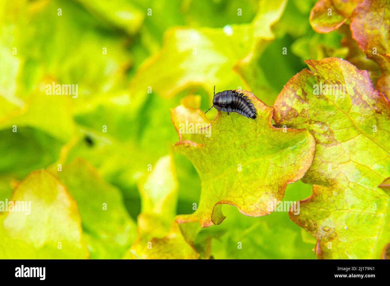 predatory black and ugly gravedigger beetle larva runs through the ...