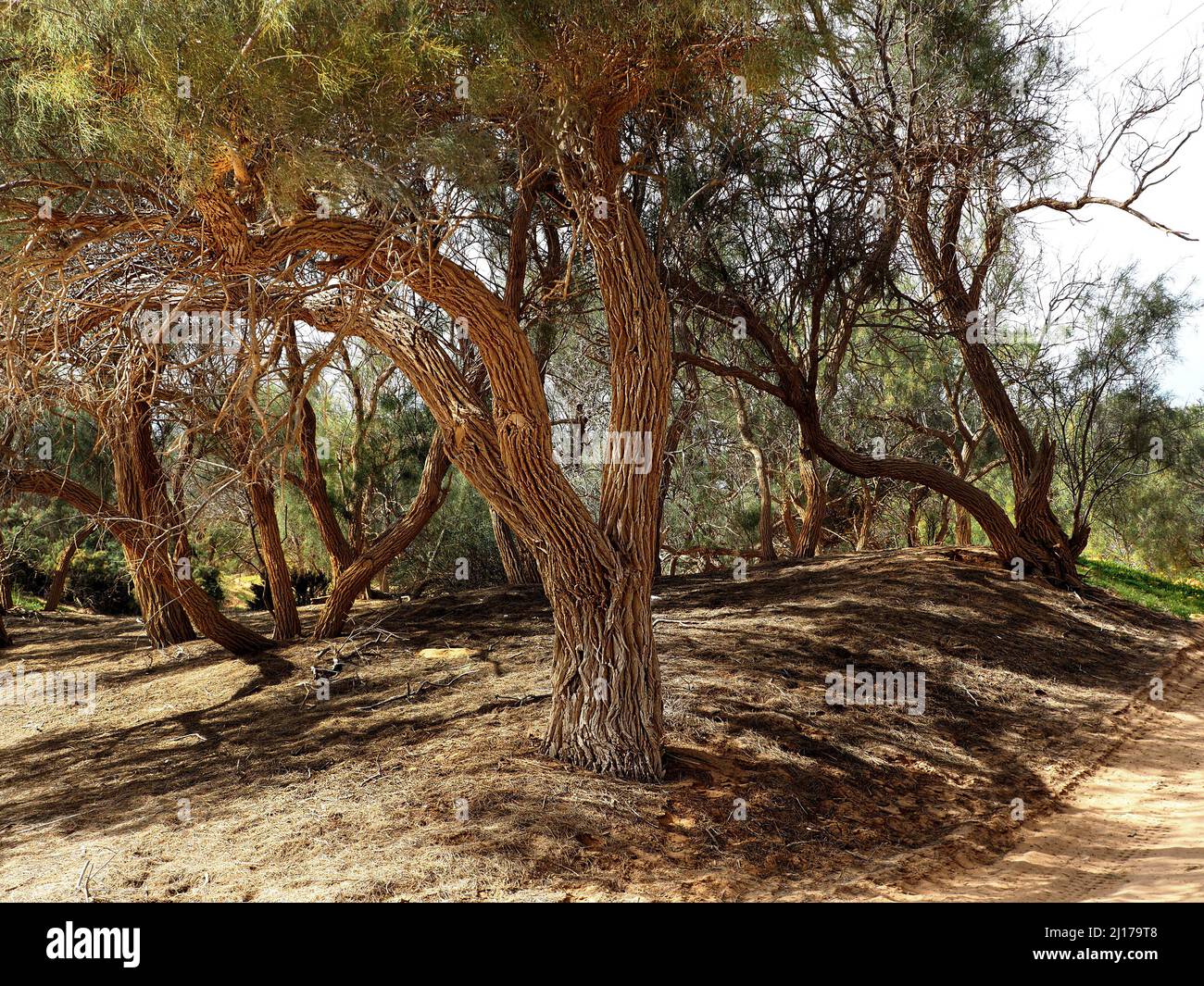 Trees in the Northern Negev. Desert. Israel Stock Photo - Alamy