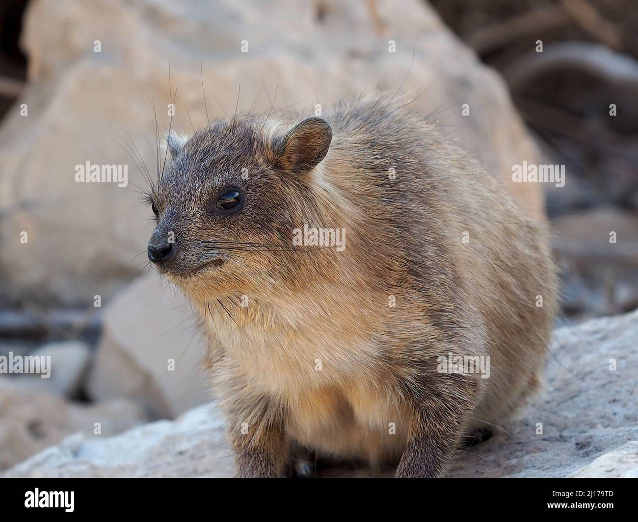 Biblical hare hyrax in the wild Israeli nature. Negev desert Stock ...