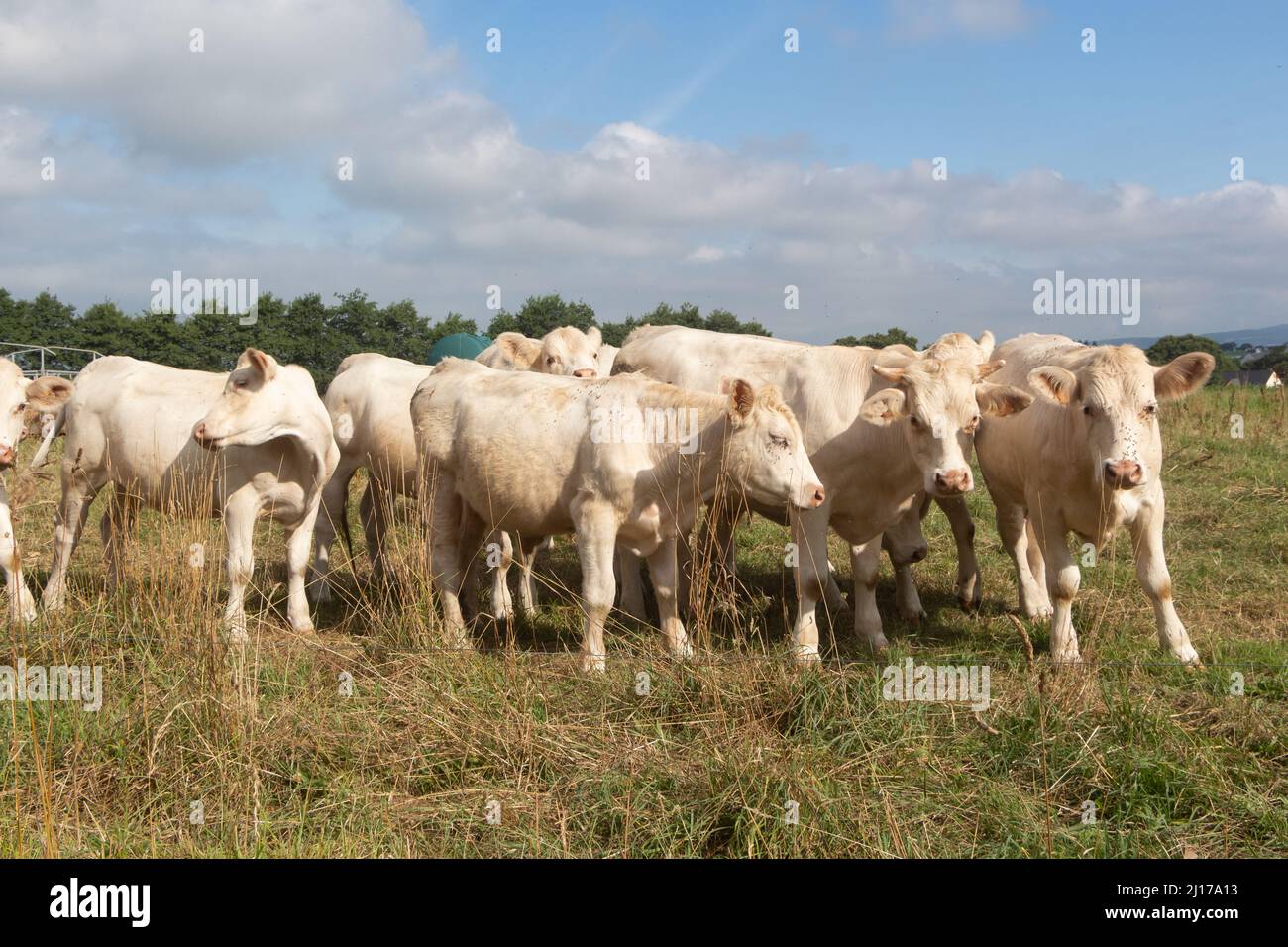 Charolaise cows in the field of a farm in Brittany Stock Photo - Alamy