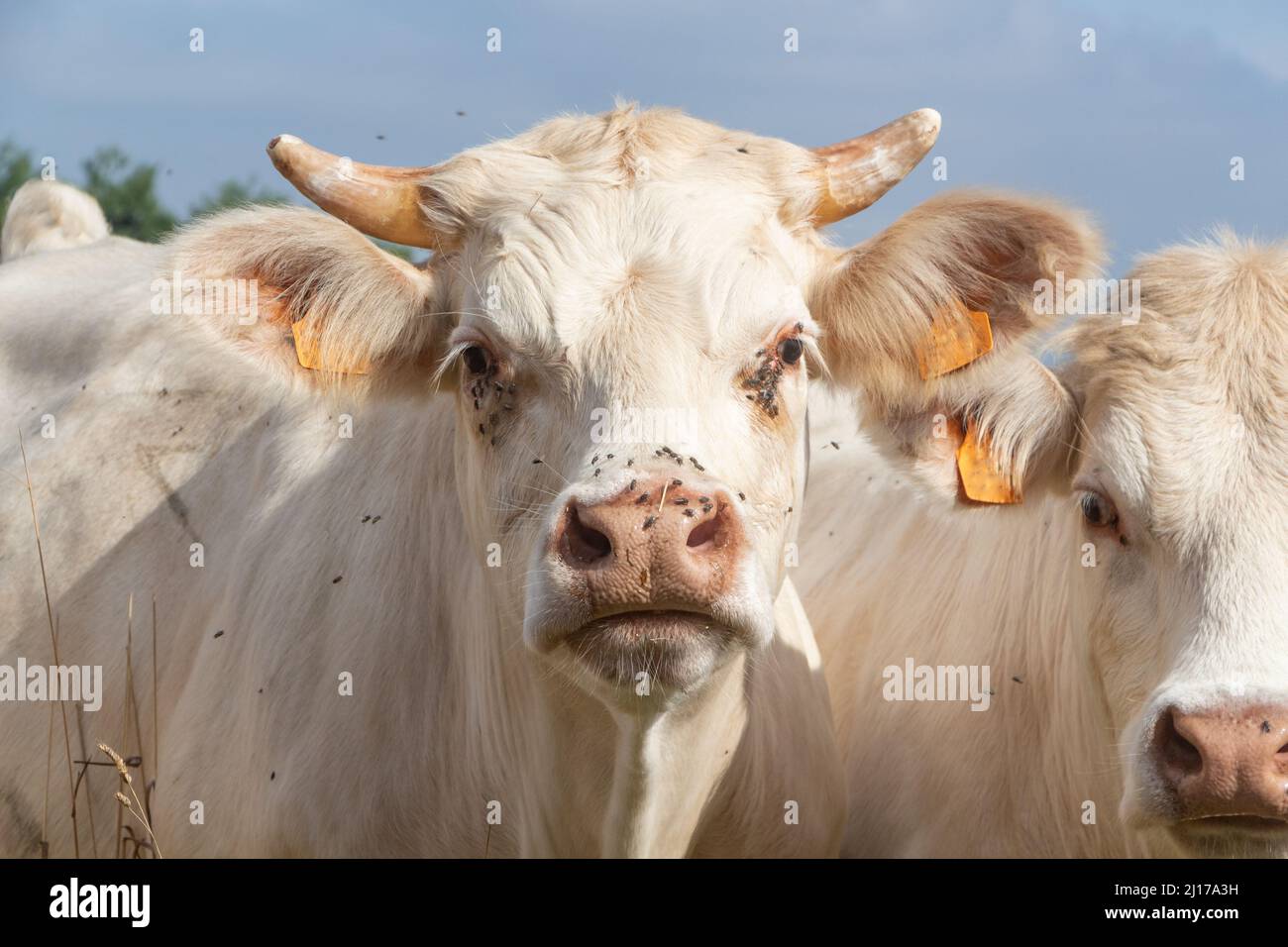 Charolaise cows in the field of a farm in Brittany Stock Photo - Alamy