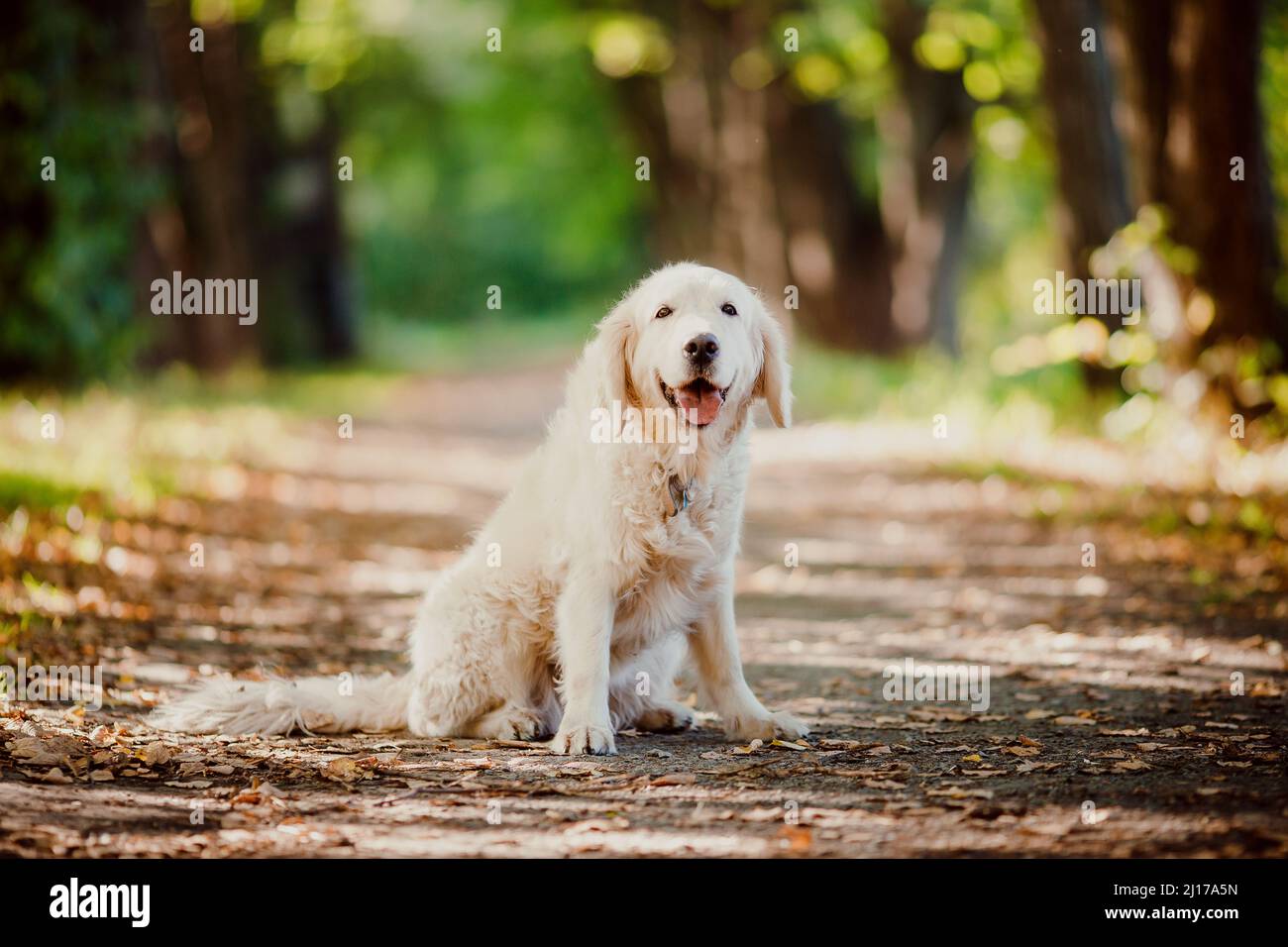 Happy Labrador golden retriever walk in summer park with sunlight Stock ...