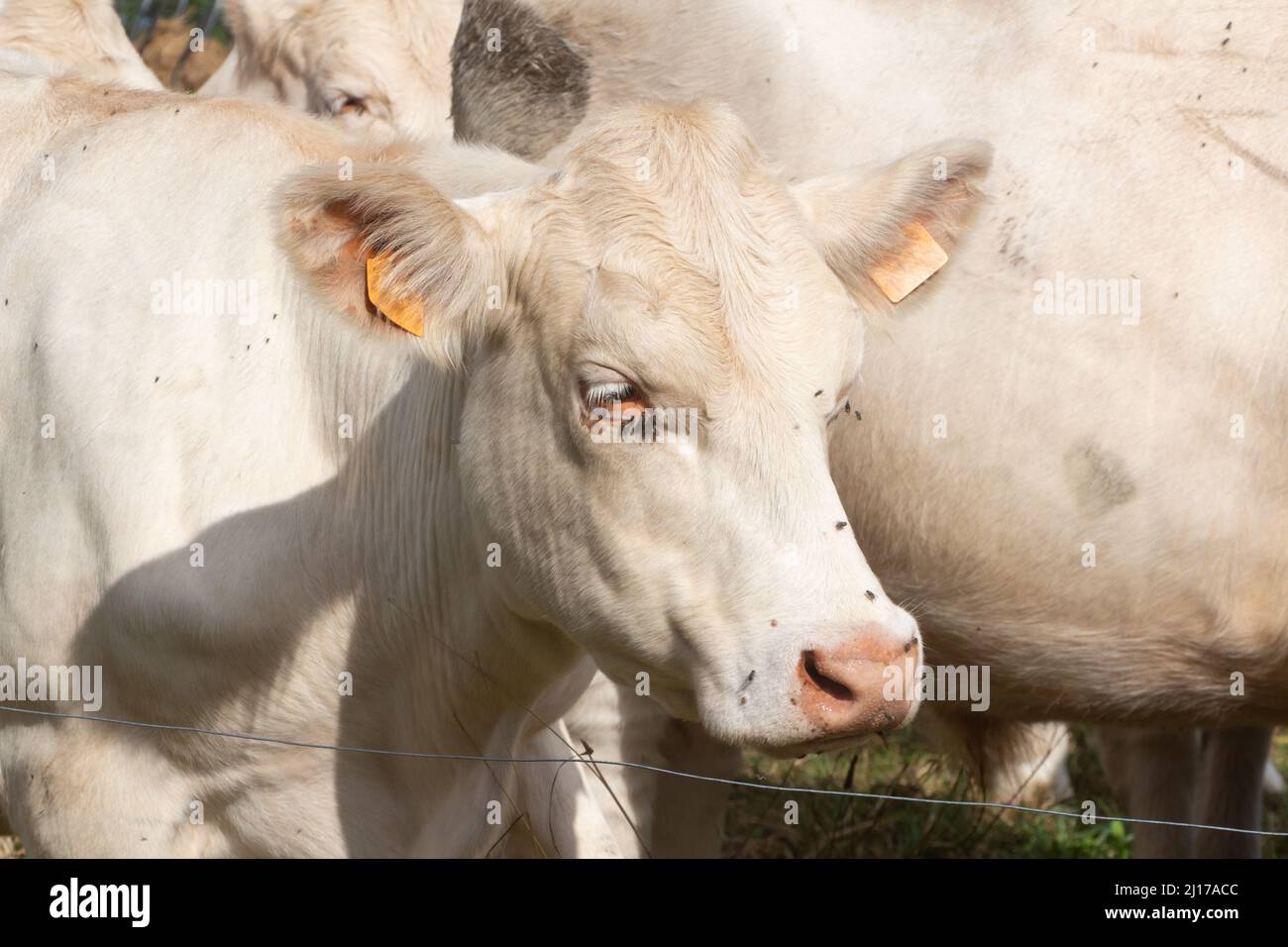 Charolaise cows in the field of a farm in Brittany Stock Photo - Alamy