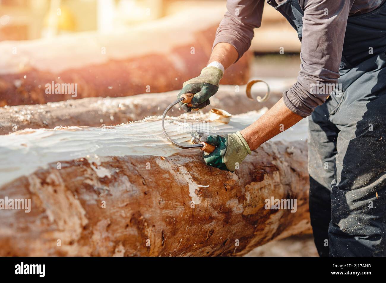 Preparation of timber for construction of log wooden houses. Carpenter ...