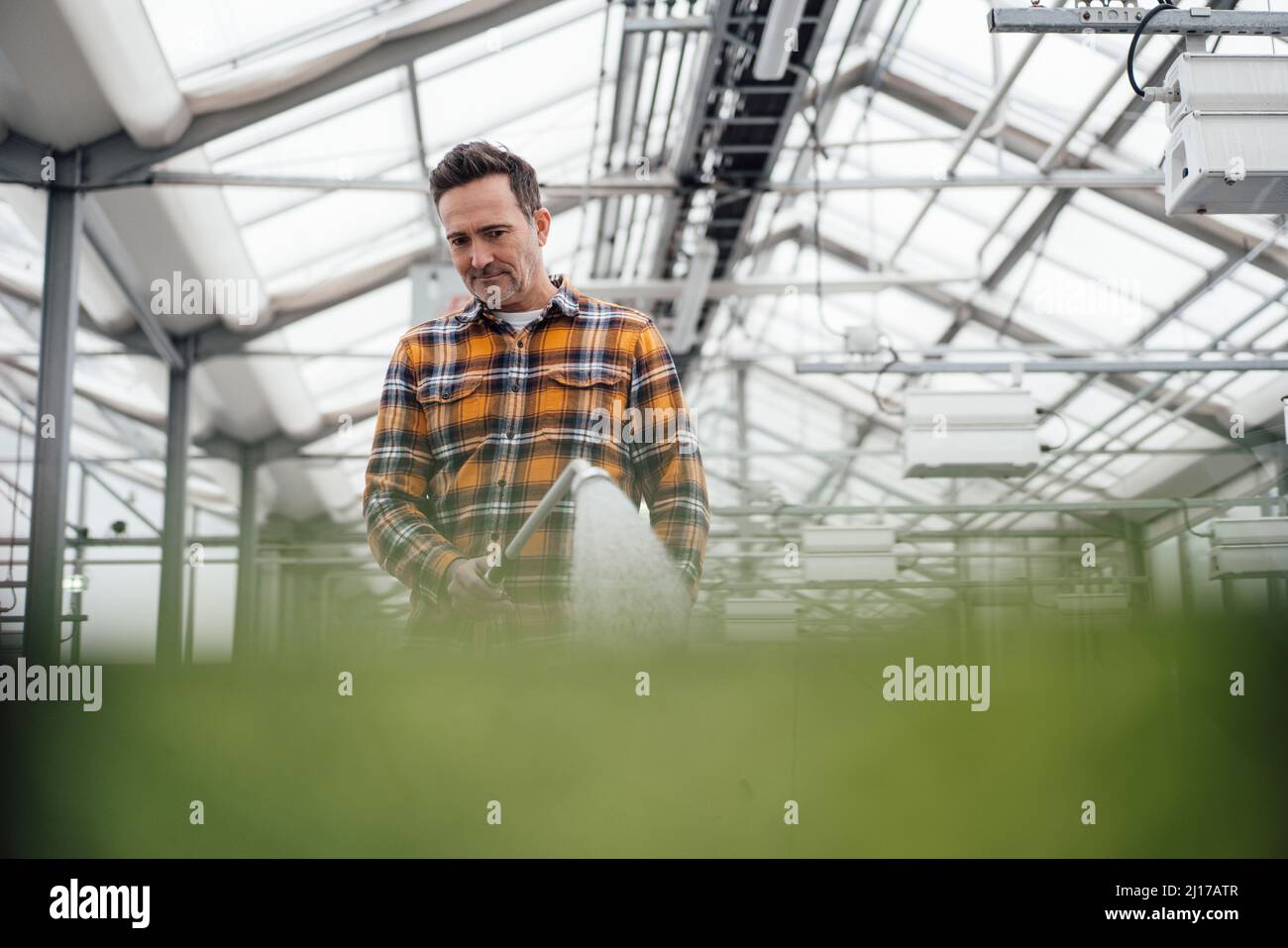 Employee with garden hose watering in greenhouse Stock Photo - Alamy